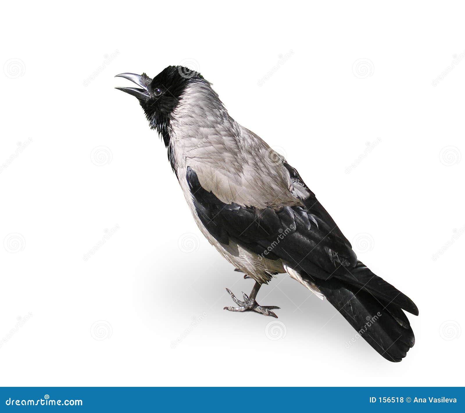 Crow - a Bird Isolated on White Background Stock Photo - Image of rook ...