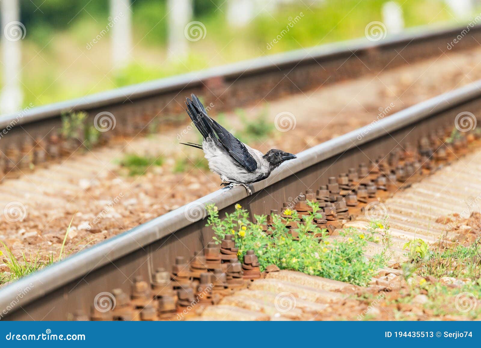 Crow Bird Seats on the Railway Stock Image - Image of attention, steel ...
