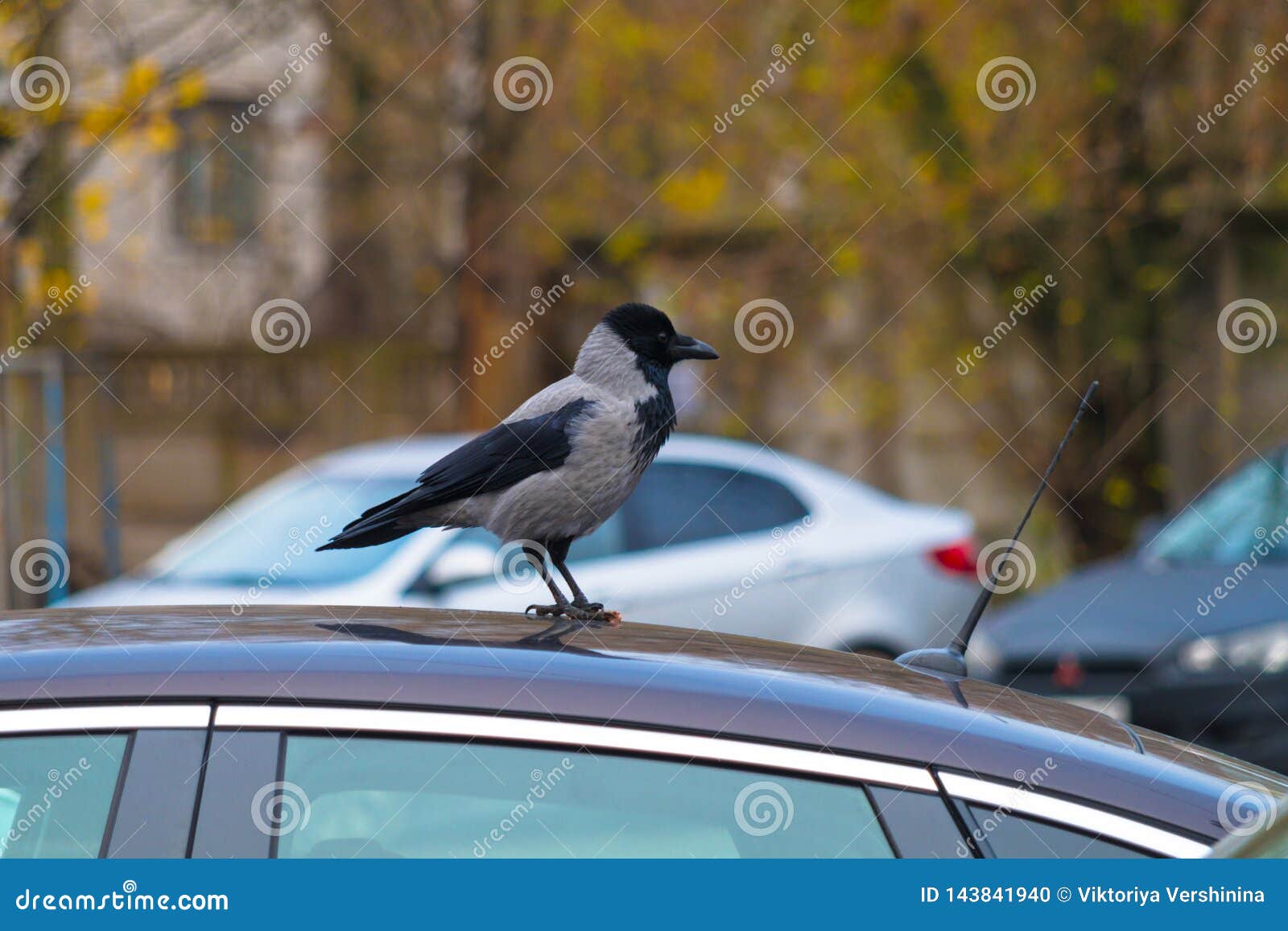 Crow Bird Sitting on the Roof of a Car Stock Photo - Image of hooligans ...