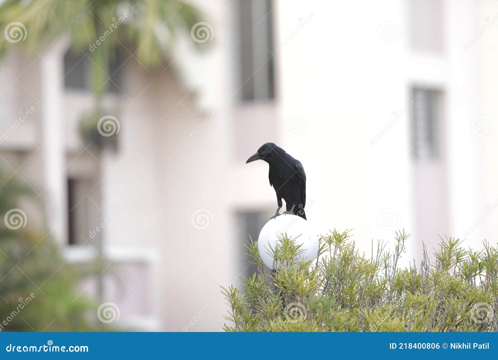 Crow Bird Standing on Wall Compound Bulb Stock Photo - Image of ...