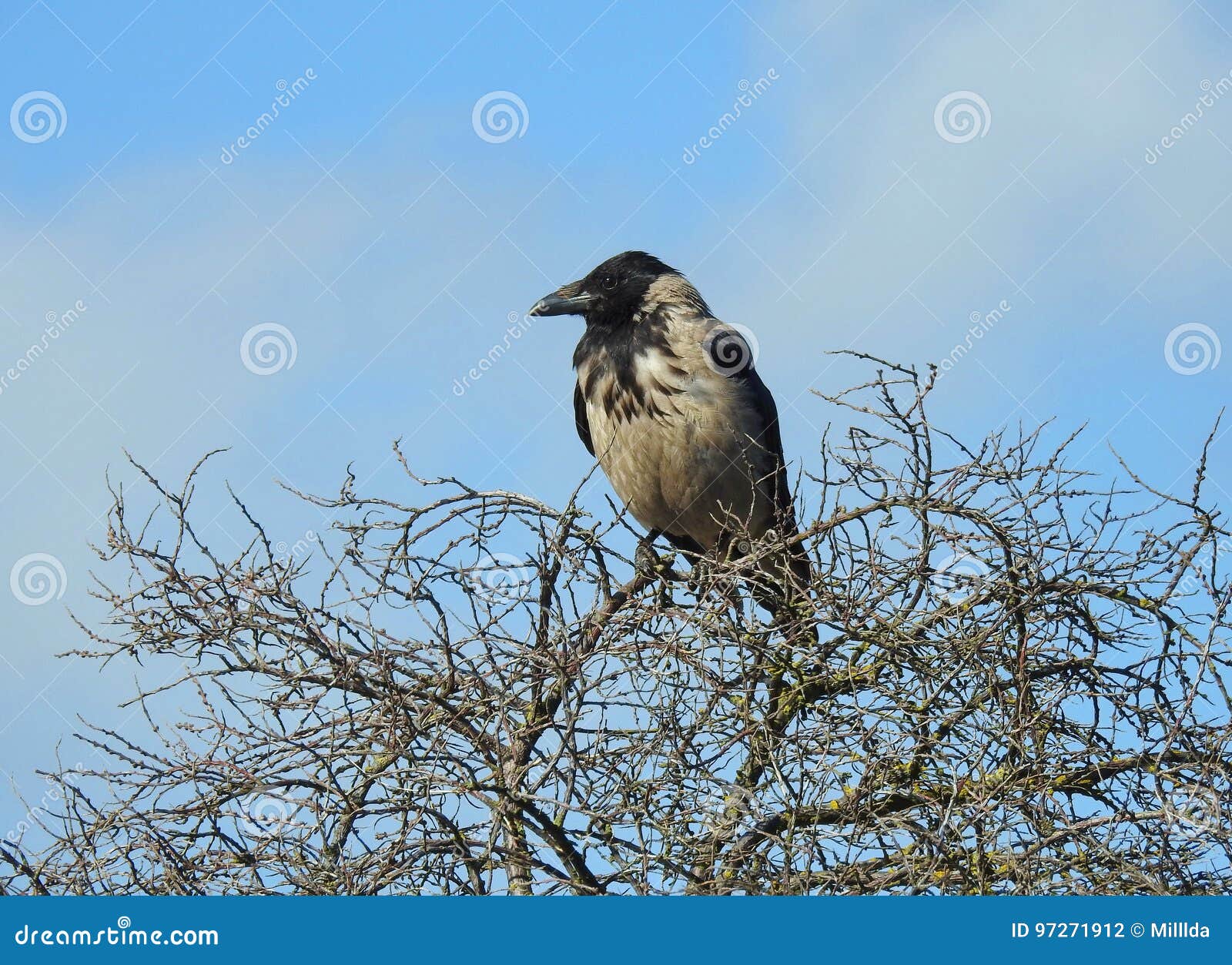 Crow Bird on Tree Branch , Lithuania Stock Photo - Image of feather ...