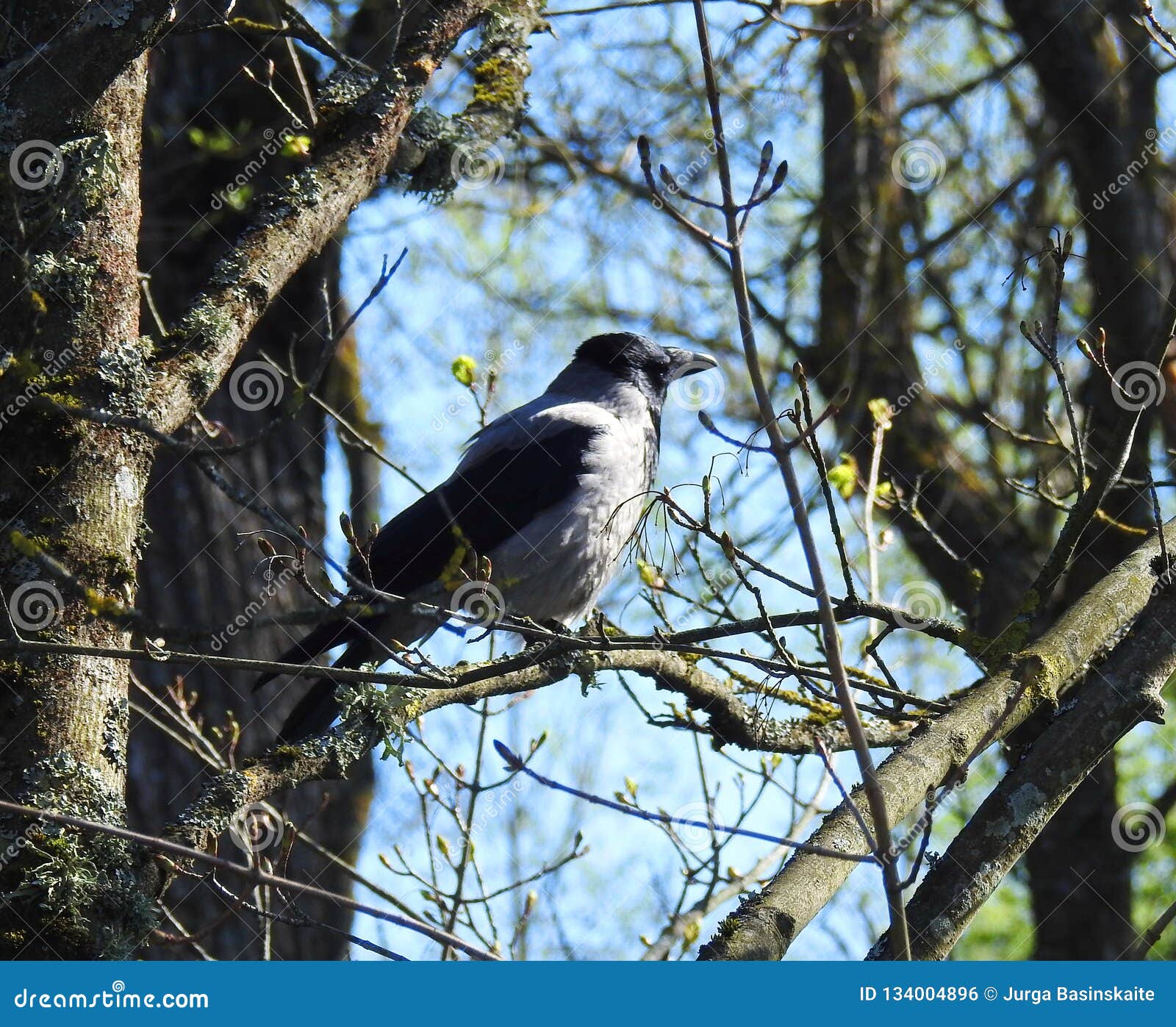Crow Bird on Tree Branch, Lithuania Stock Photo - Image of plant, tree ...