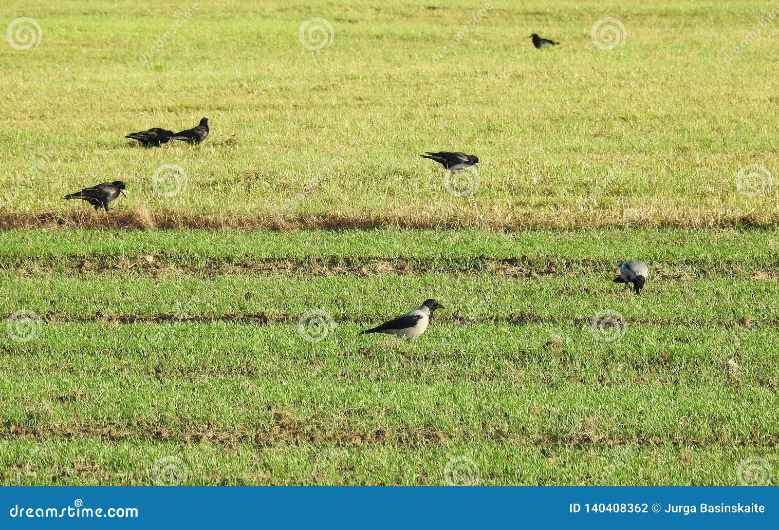 Crow Birds on Field, Lithuania Stock Photo - Image of summer, bird ...