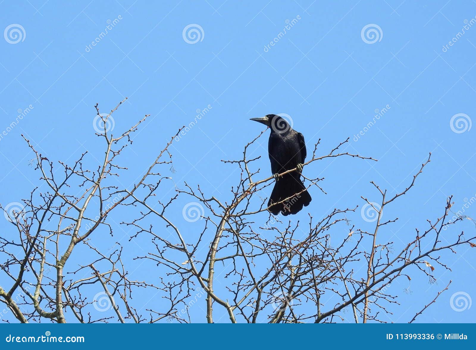 Crow Birds on Tree Branch, Lithuania Stock Photo - Image of nest, white ...