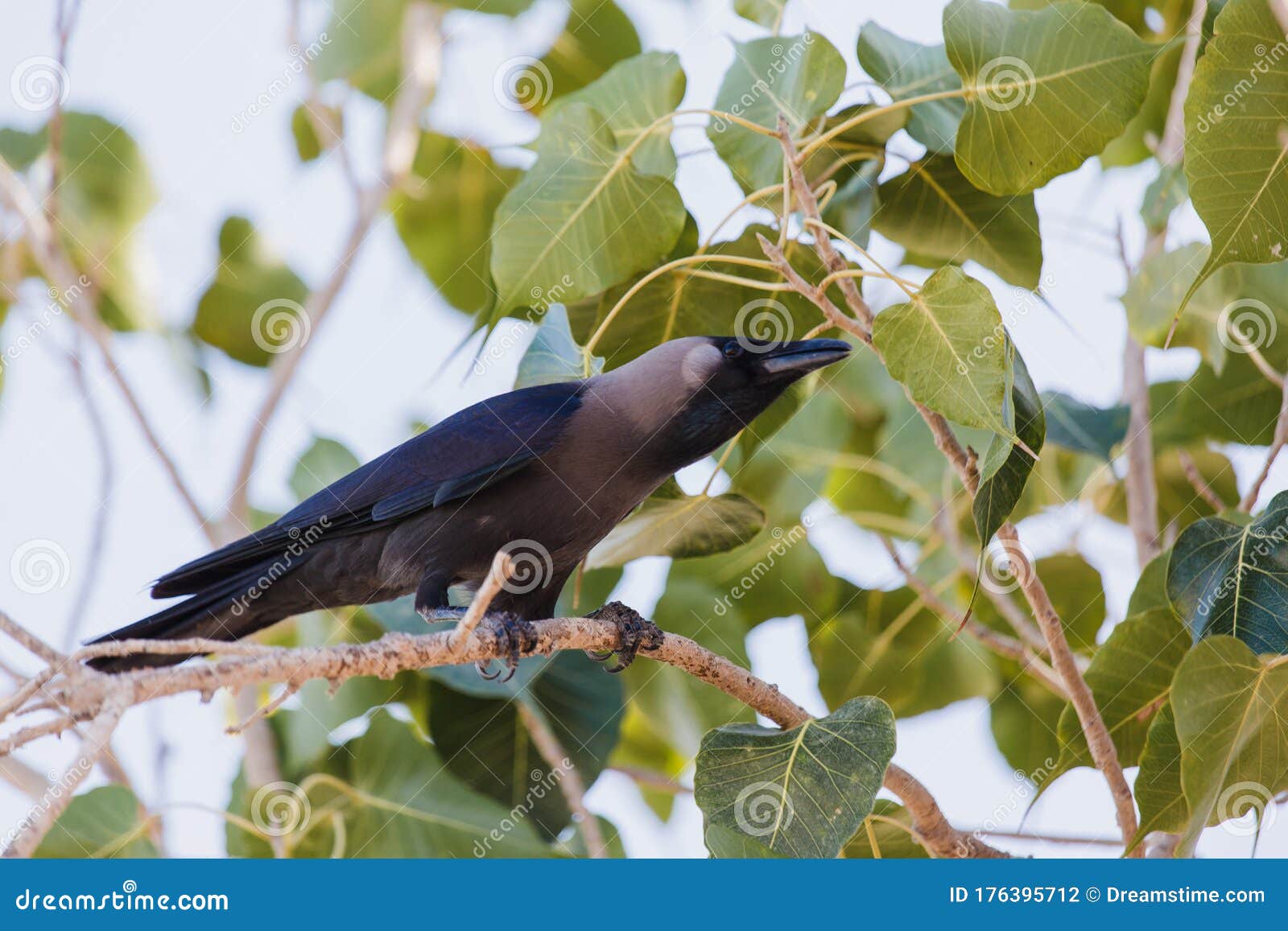 Crow, Birds Crow on a Tree a Live Crow on Branch Stock Photo - Image of ...