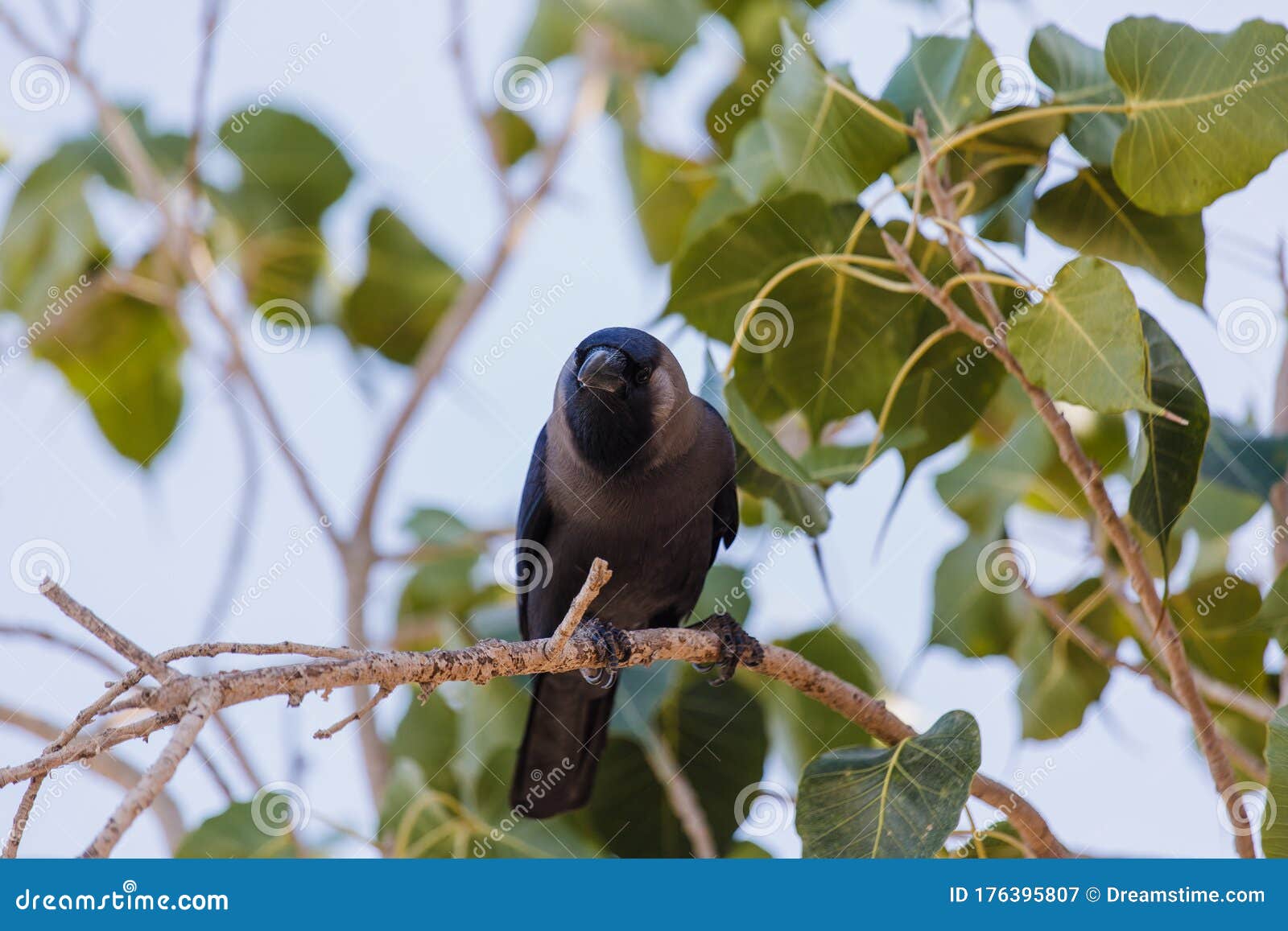 Crow, Birds Crow on a Tree a Live Crow on Branch Stock Image - Image of ...