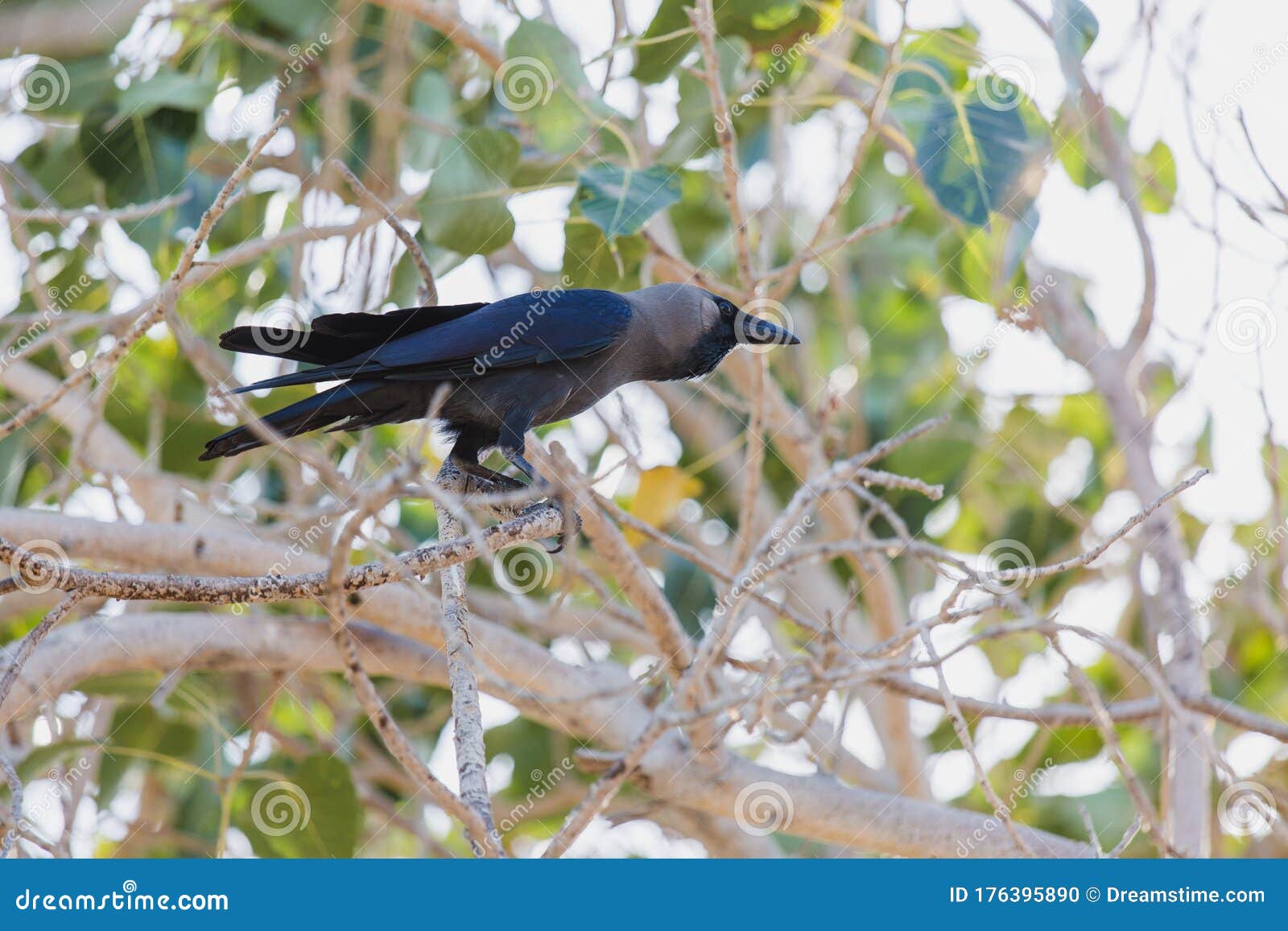 Crow, Birds Crow on a Tree a Live Crow on Branch Stock Photo - Image of ...