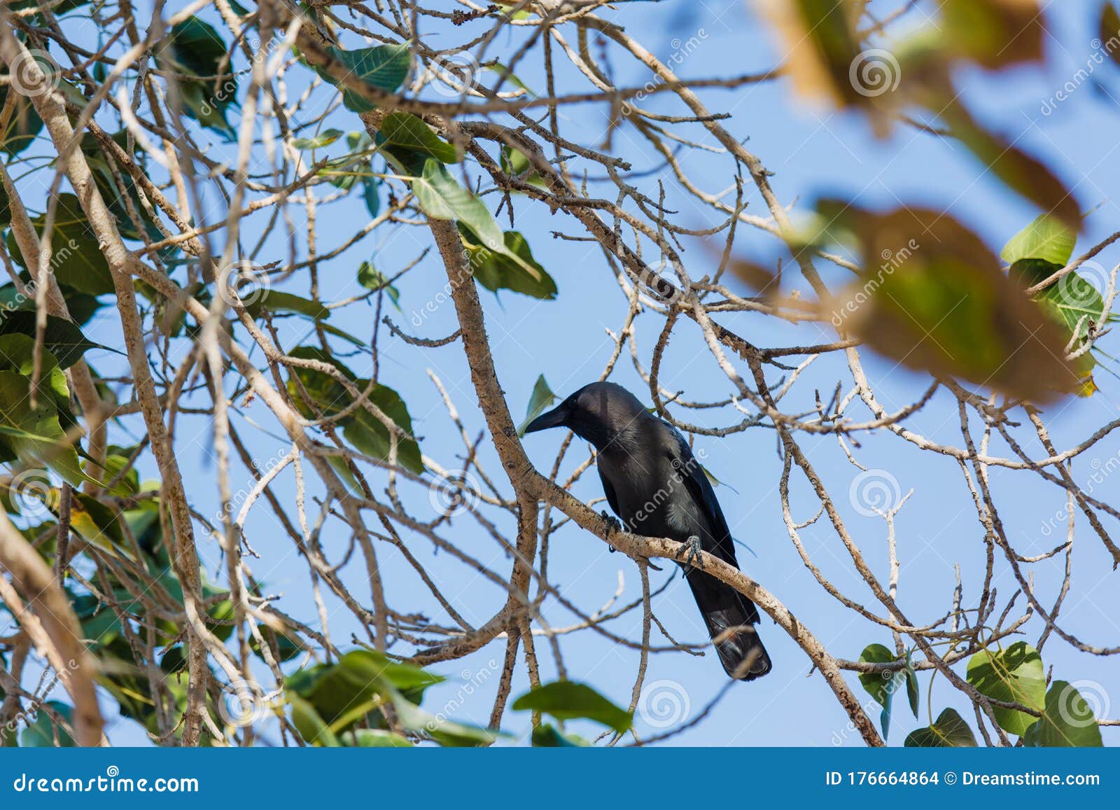 Crow, Birds Crow on a Tree a Live Crow on Branch Stock Photo - Image of ...