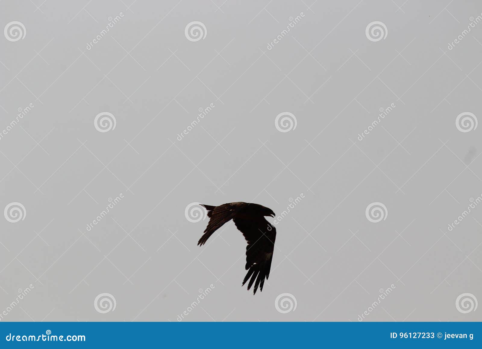 Crow black beauty stock image. Image of earth, crow, beauty - 96127233