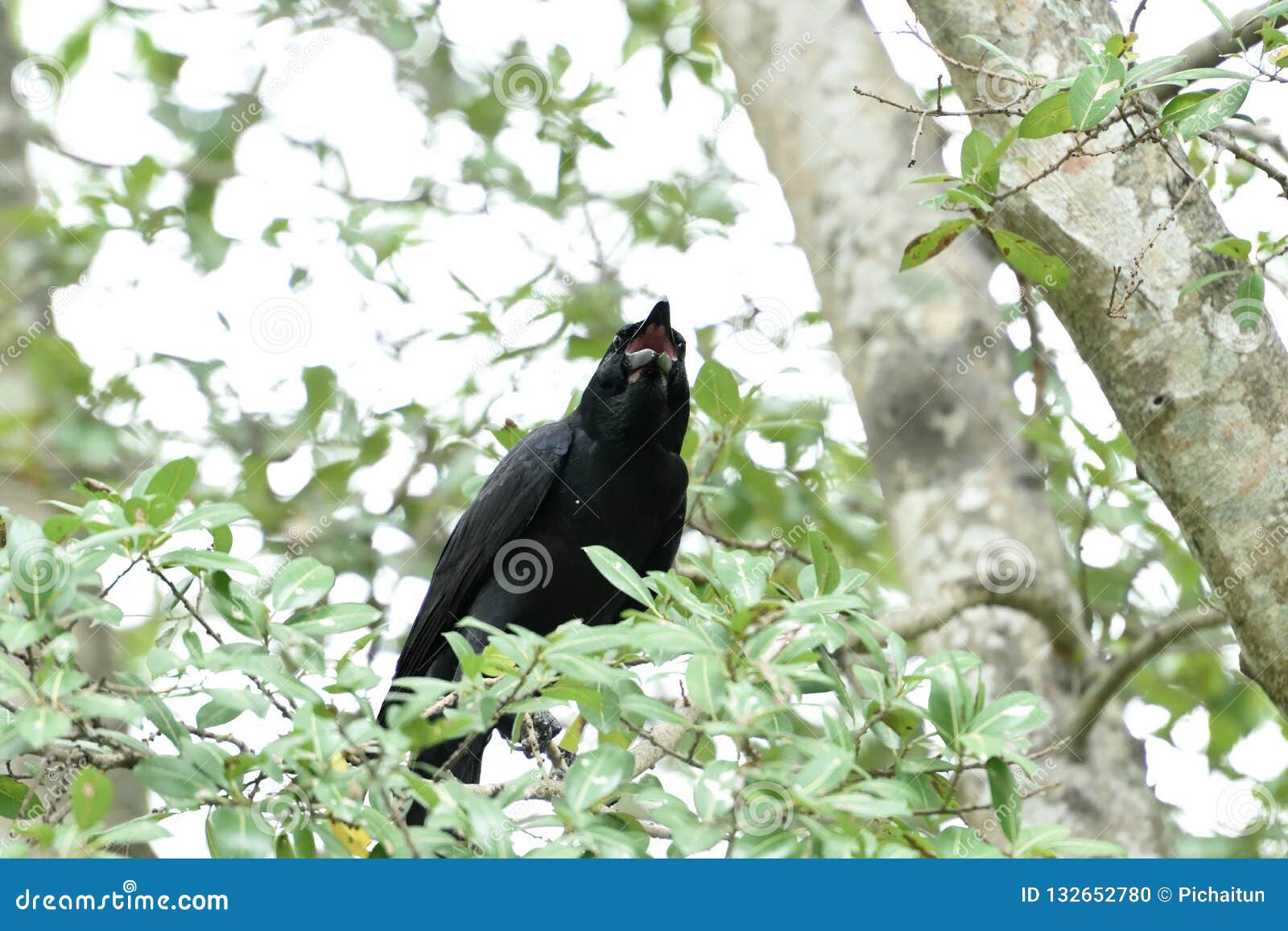 Crow stock photo. Image of nature, arching, agression - 132652780