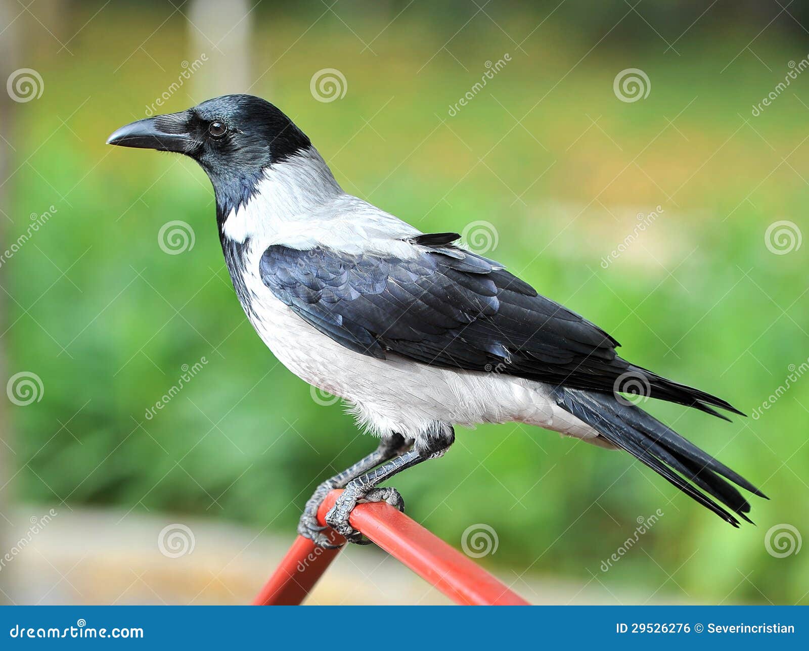 Crow black & white stock photo. Image of black, crow - 29526276