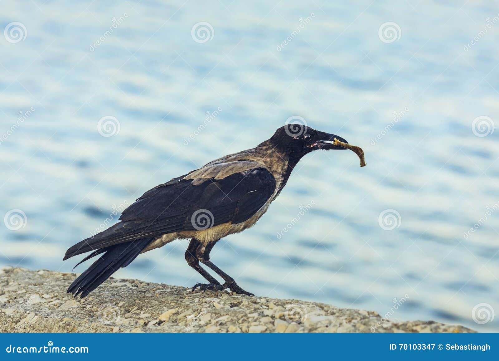 Crow with bone in beak stock image. Image of passeriformes - 70103347