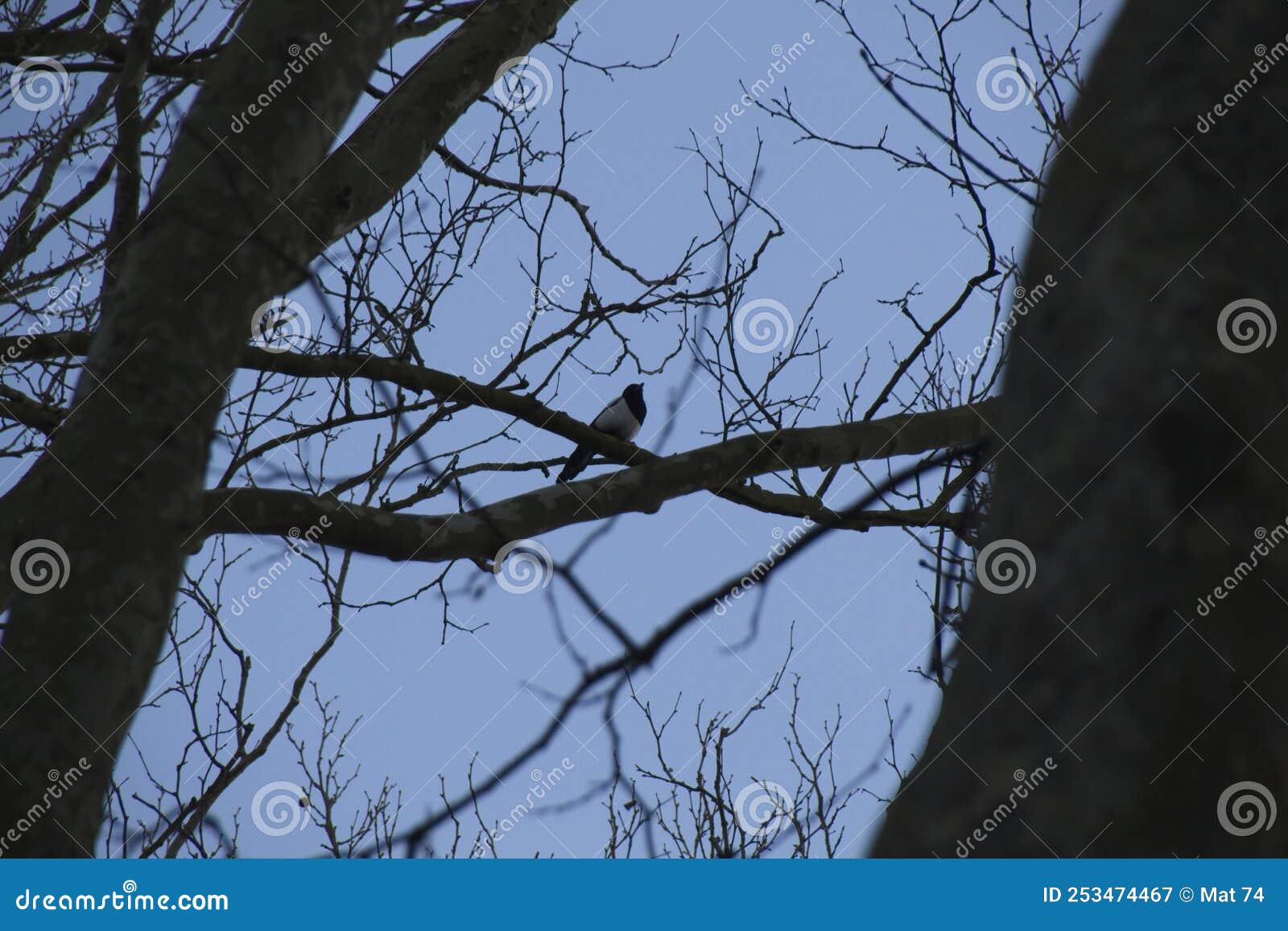 Crow on a branch stock image. Image of blue, spring - 253474467