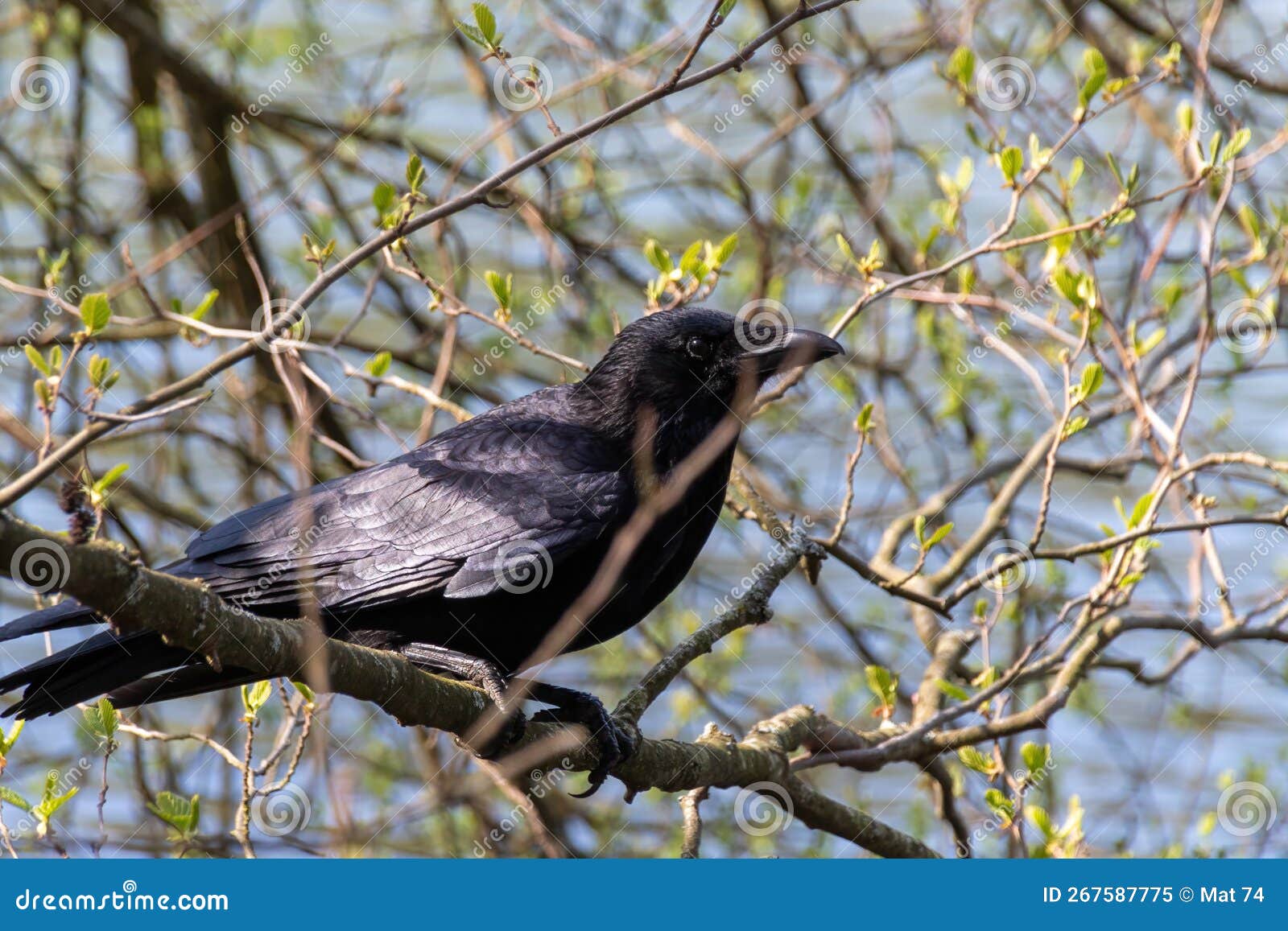 Crow on a branch stock image. Image of outdoor, animal - 267587775