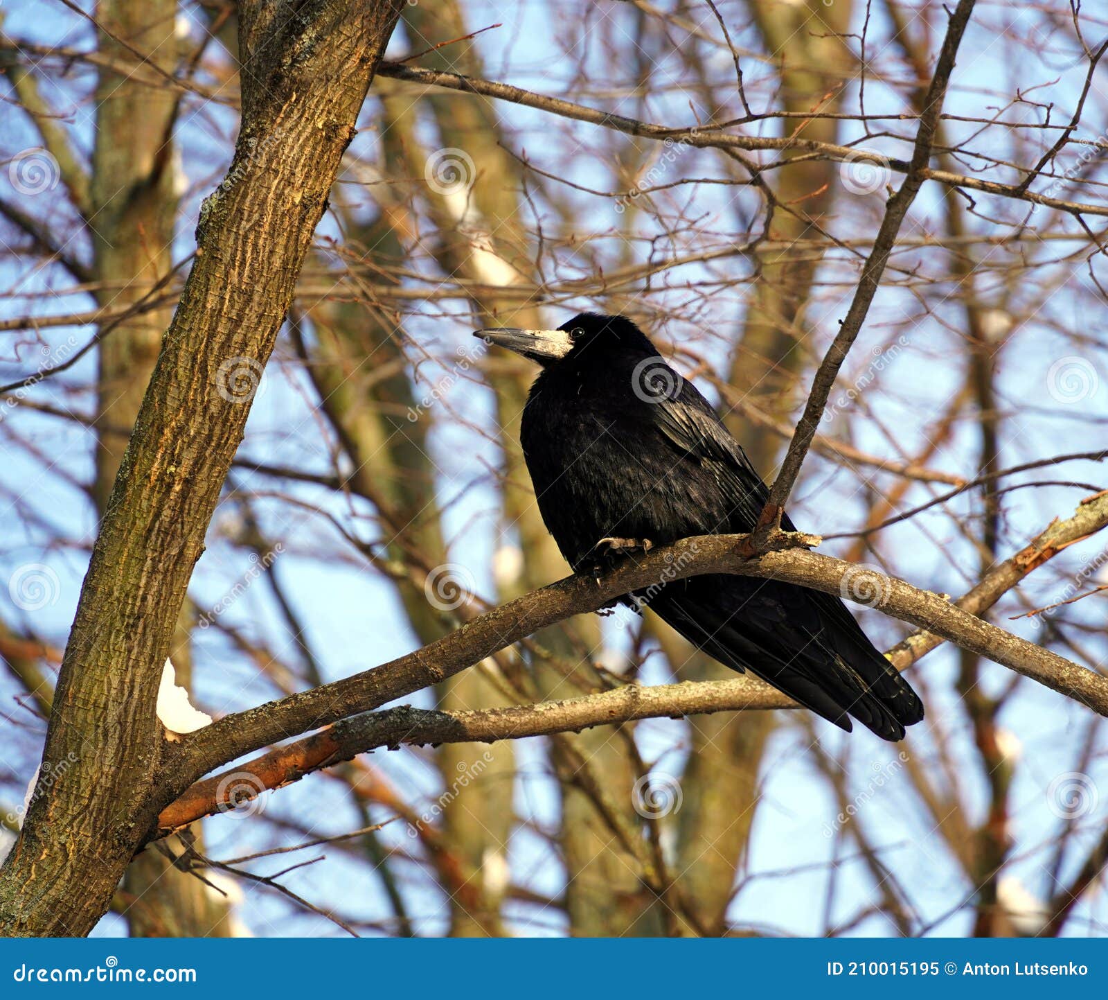 Crow on a Branch on a Background of Blurry Trees without Leaves and ...