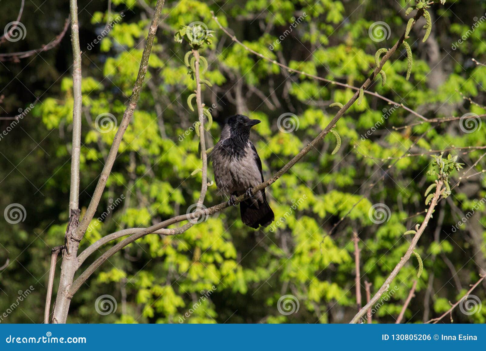 Crow on the branch stock photo. Image of plumage, feather - 130805206