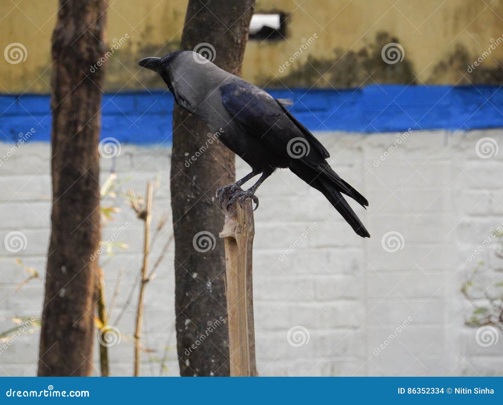 Crow on branch stock photo. Image of wildlife, branch - 86352334