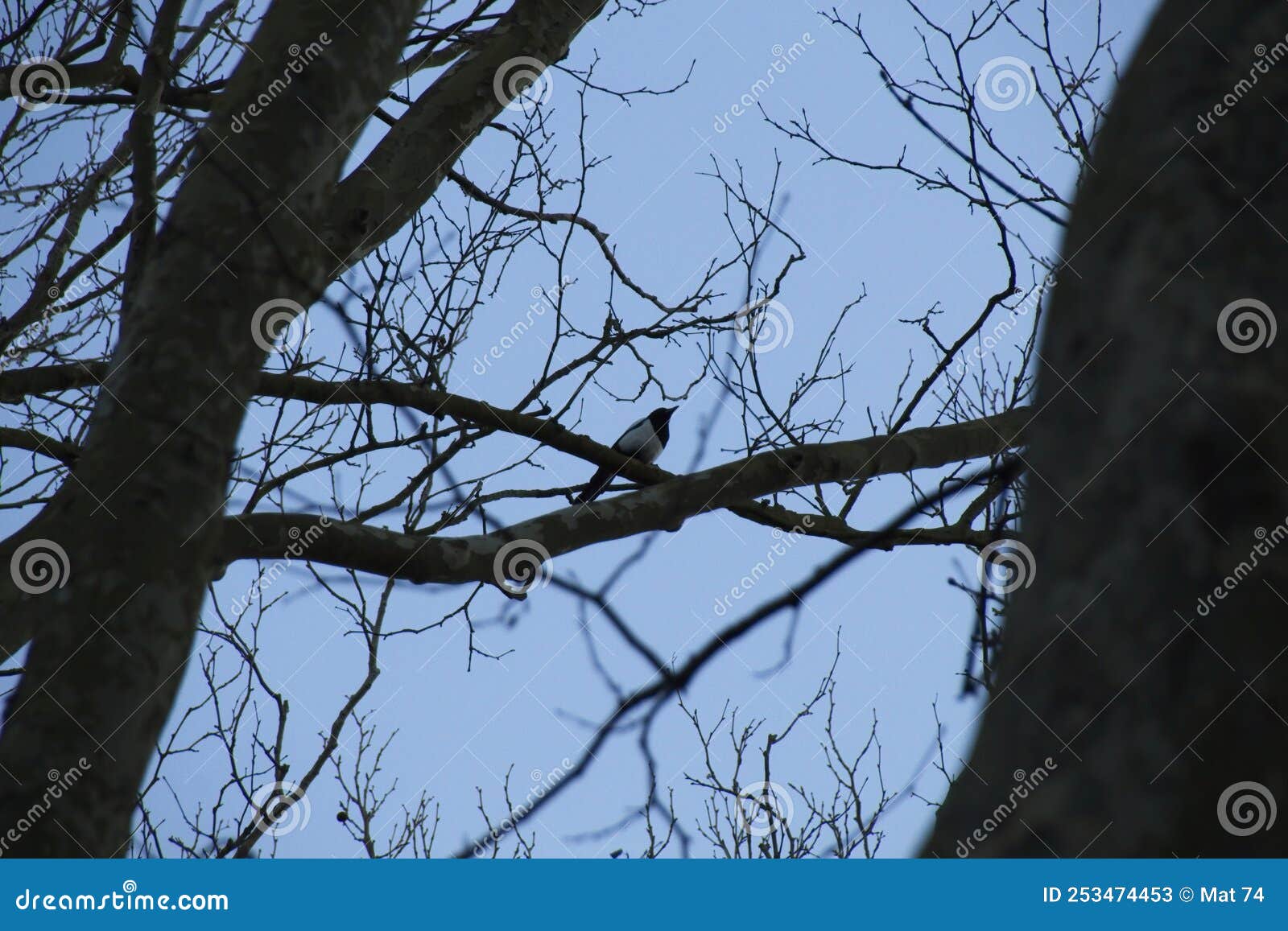 Crow on a branch stock image. Image of spring, environment - 253474453