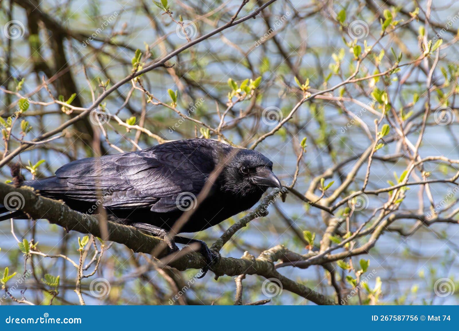 Crow on a branch stock photo. Image of branch, feathers - 267587756