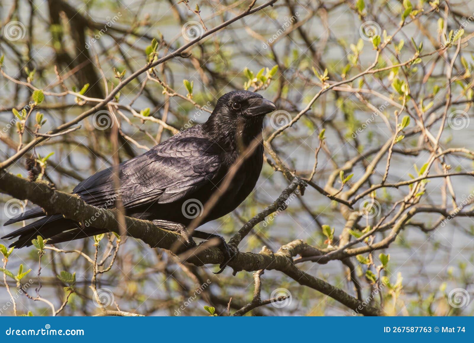 Crow on a branch stock image. Image of feathers, spring - 267587763