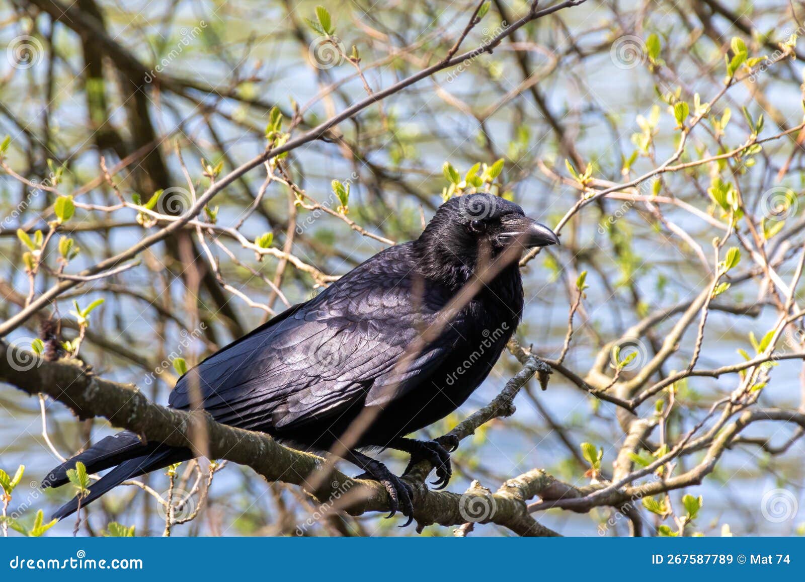 Crow on a branch stock image. Image of isolated, branch - 267587789