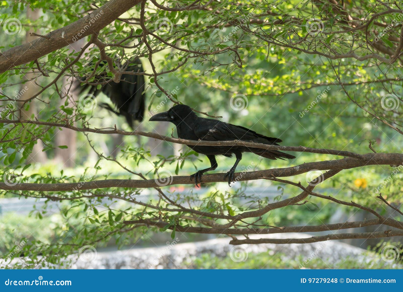 Crow on the branch stock photo. Image of natural, life - 97279248