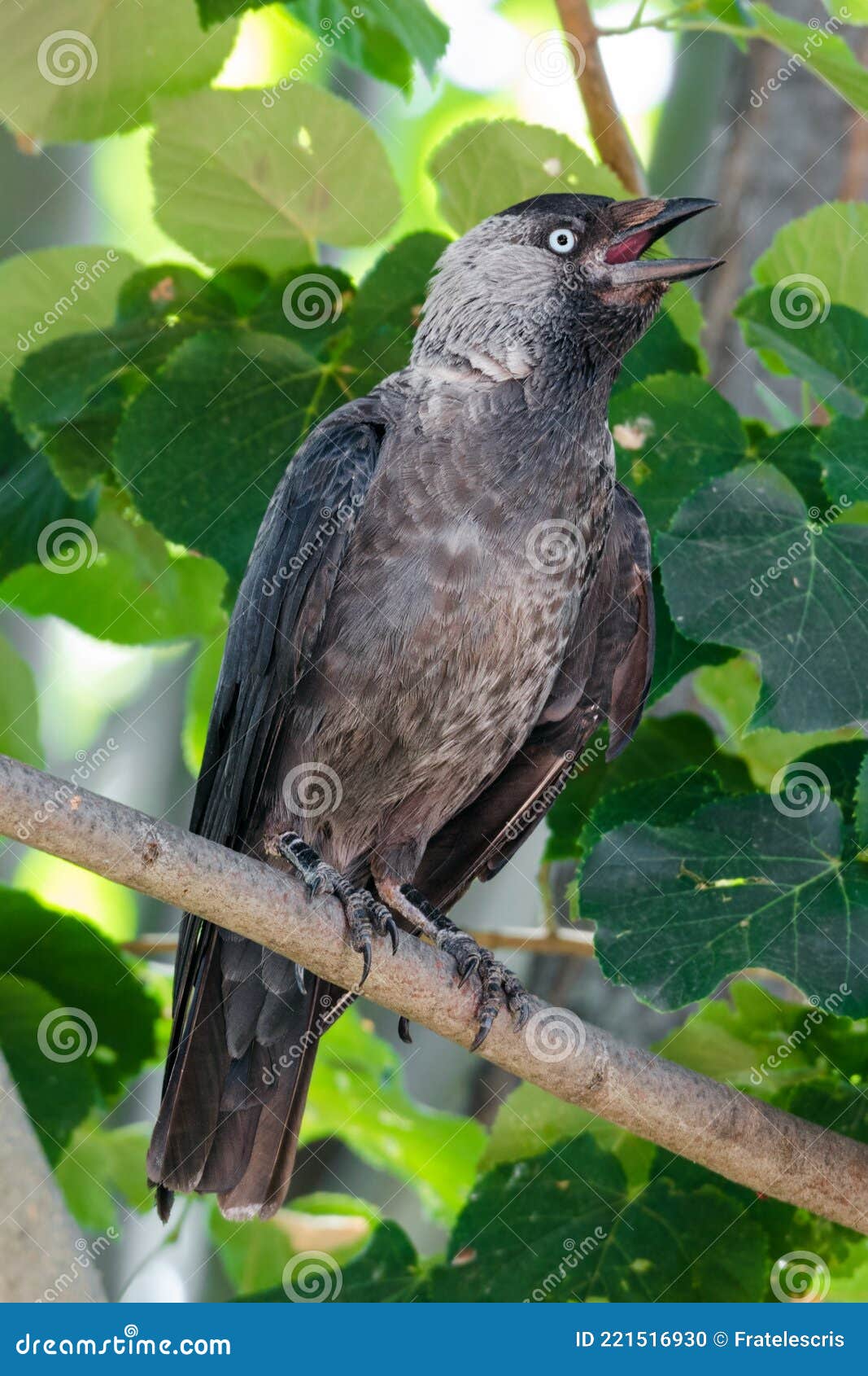 Crow on a Branch in a Tree, Green Leafs Behind - Cioara - Corb ...