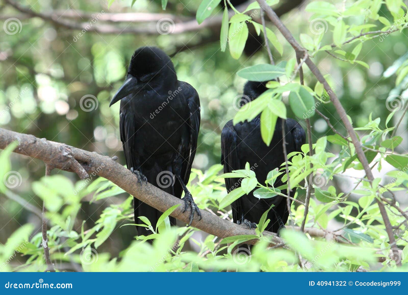 Crow stock photo. Image of alone, animals, standing, frugilegus - 40941322