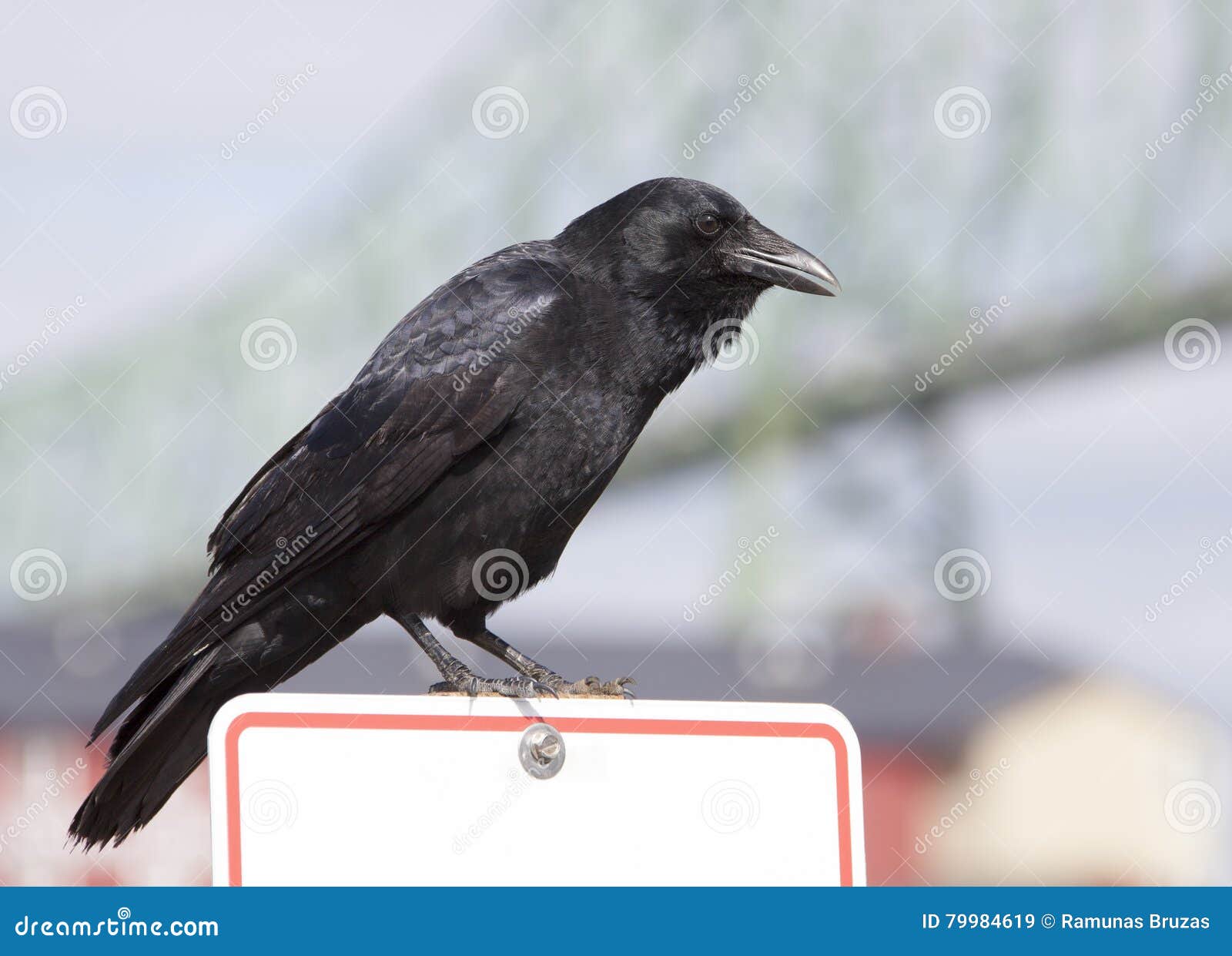 Crow by the Bridge stock image. Image of portrait, wildlife - 79984619