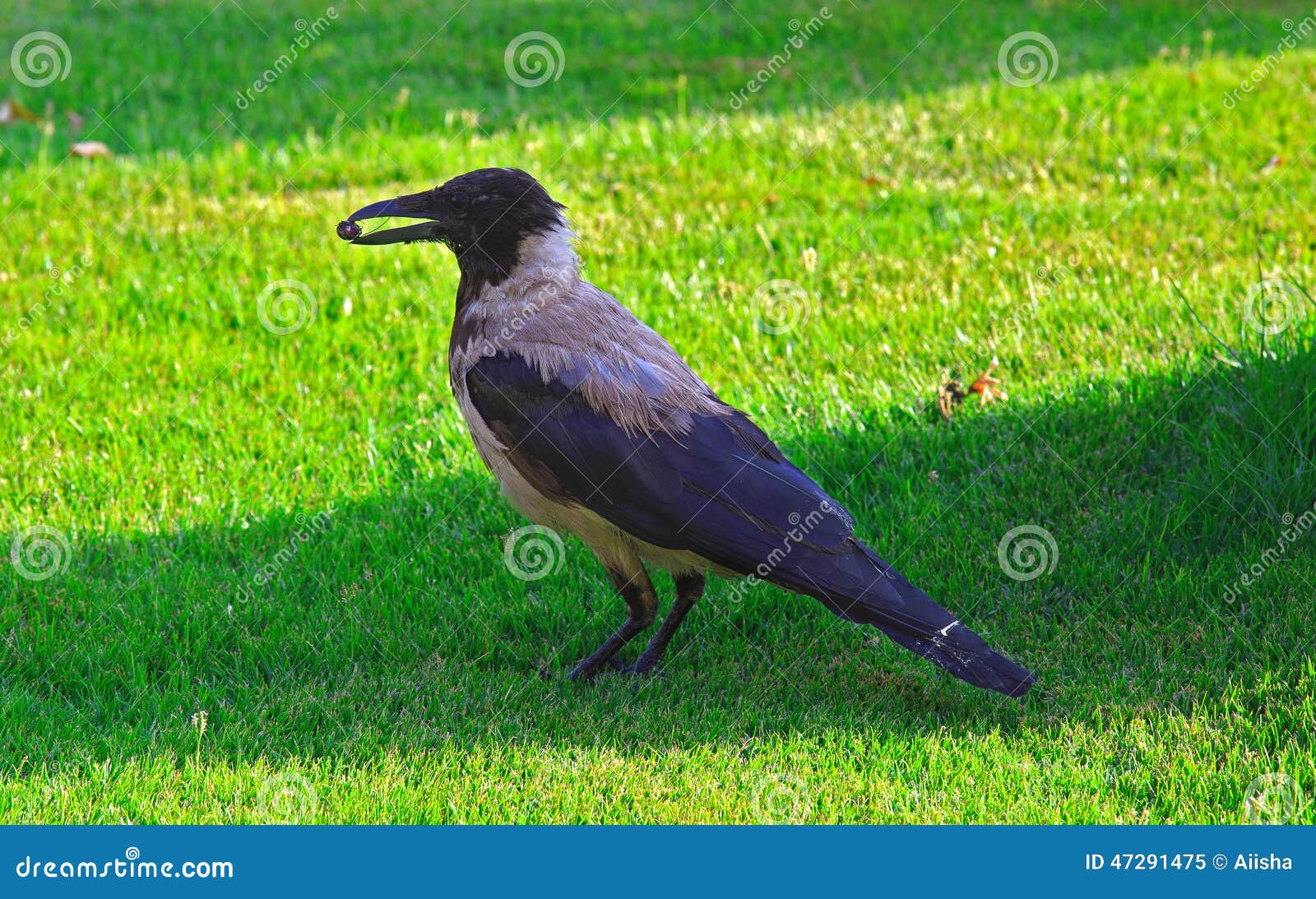 Crow with bug stock image. Image of black, crow, full - 47291475