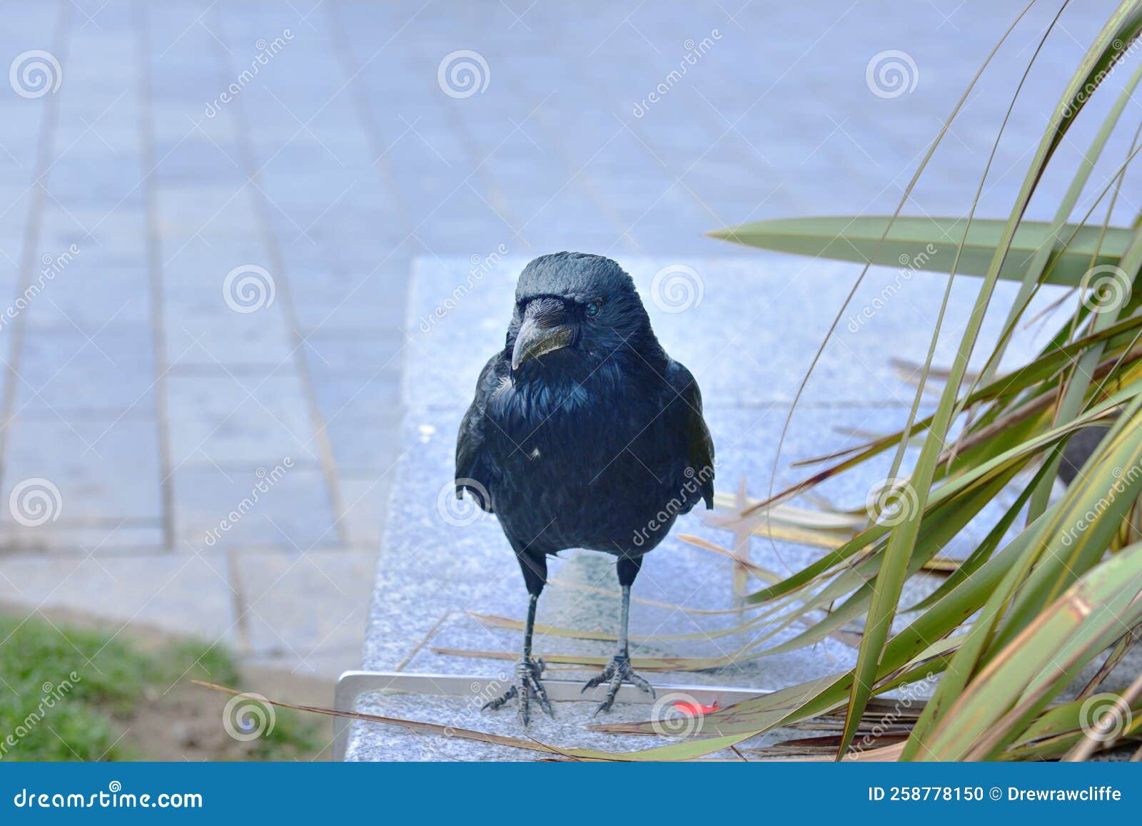 Crow Came To Sit Next To Me Stock Photo - Image of pavement, bird ...