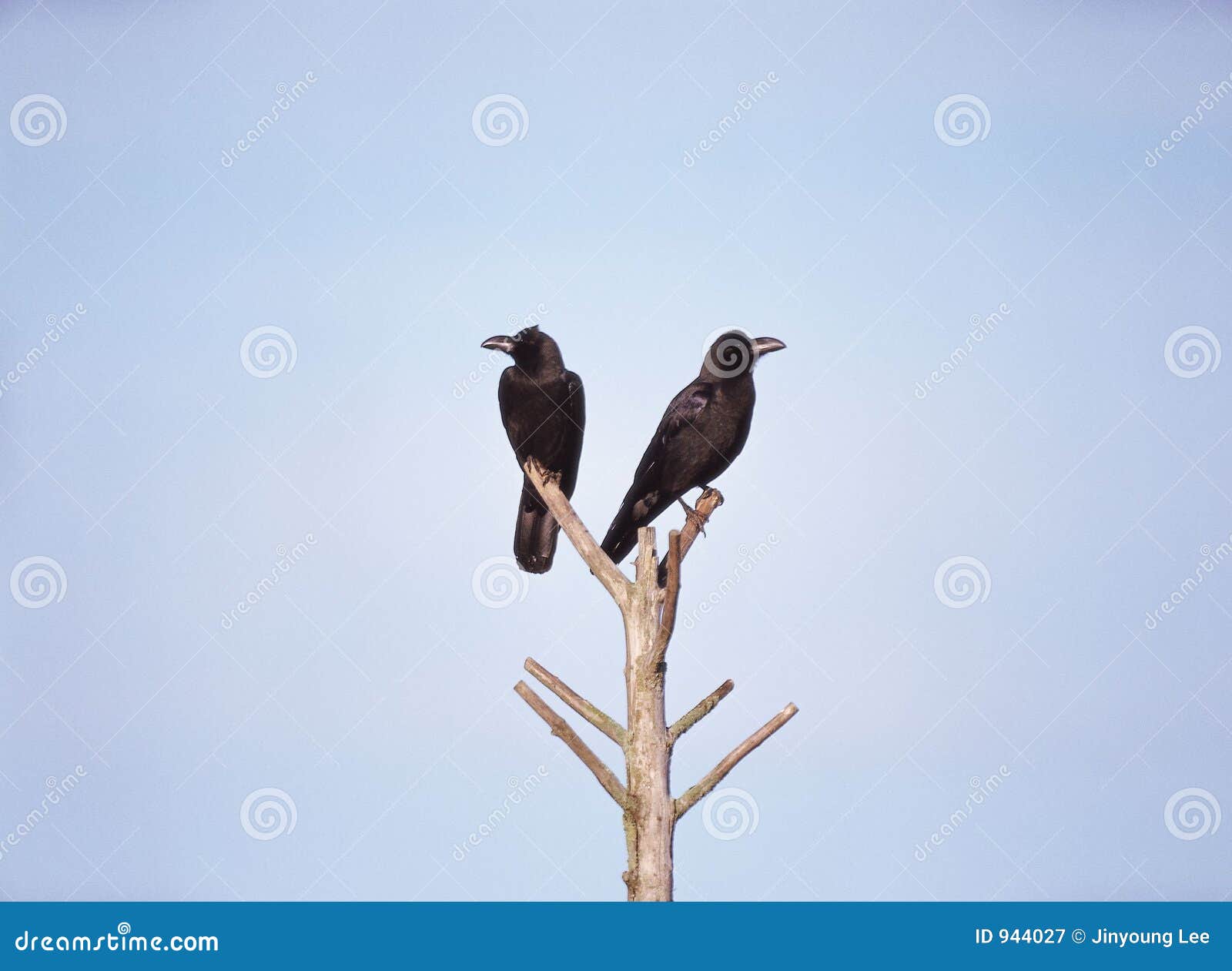 Crow and Cane stock image. Image of cane, nature, outdoor - 944027