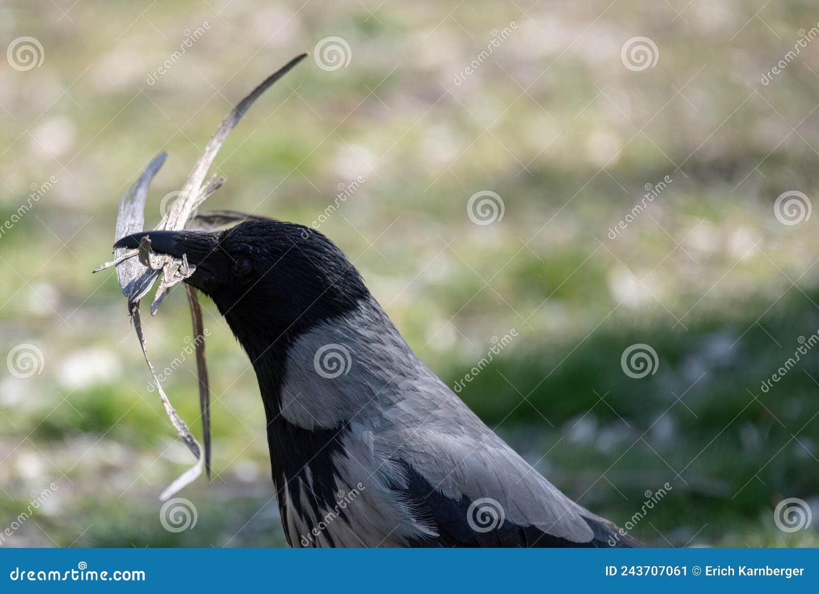 Crow carrying small sticks stock image. Image of common - 243707061