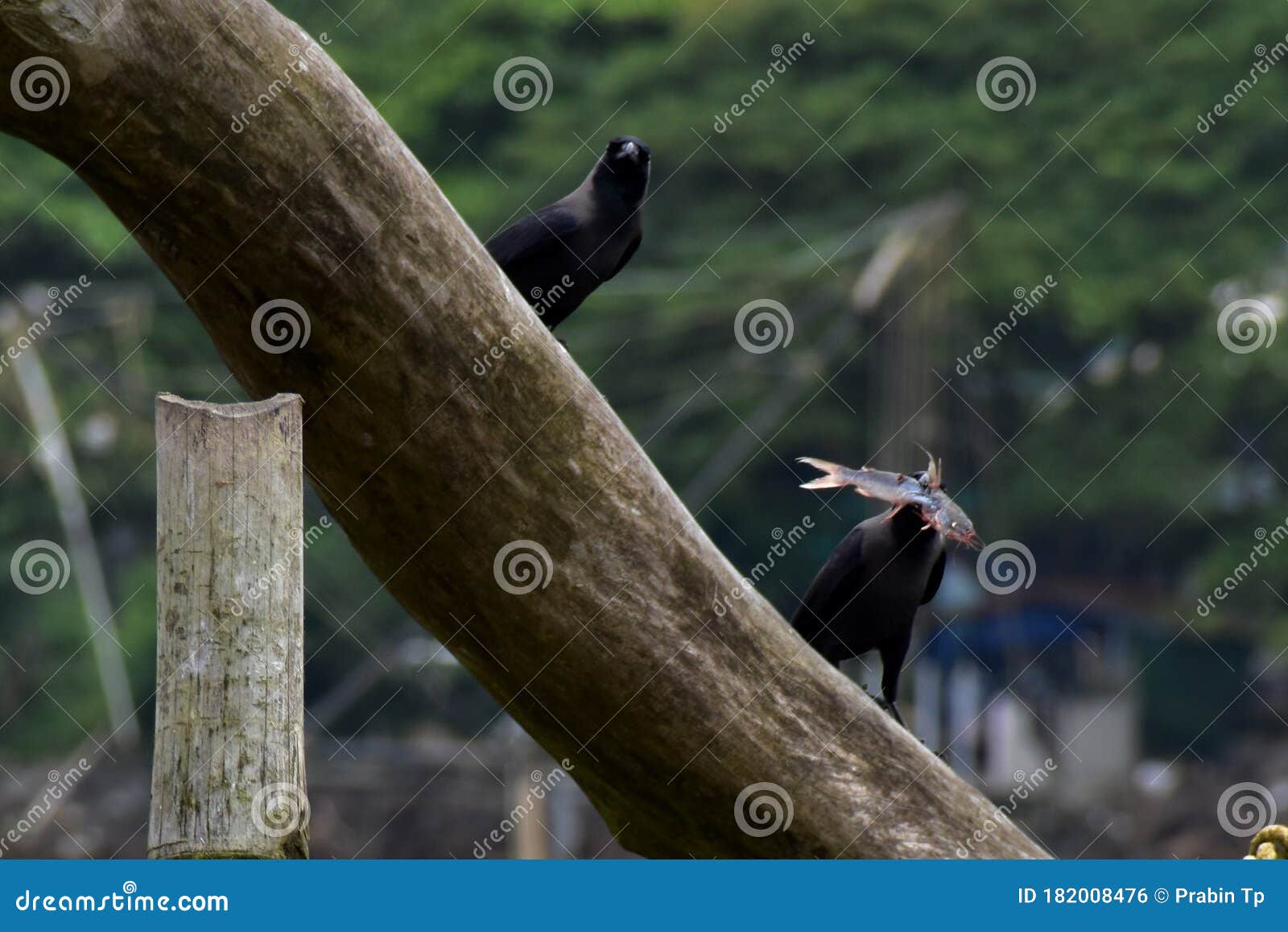 Crow catch fish stock photo. Image of sand, looking - 182008476
