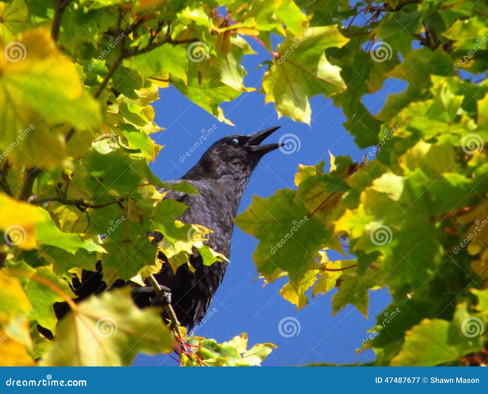 Crow stock image. Image of wildlife, crisp, bird, cawing - 47487677