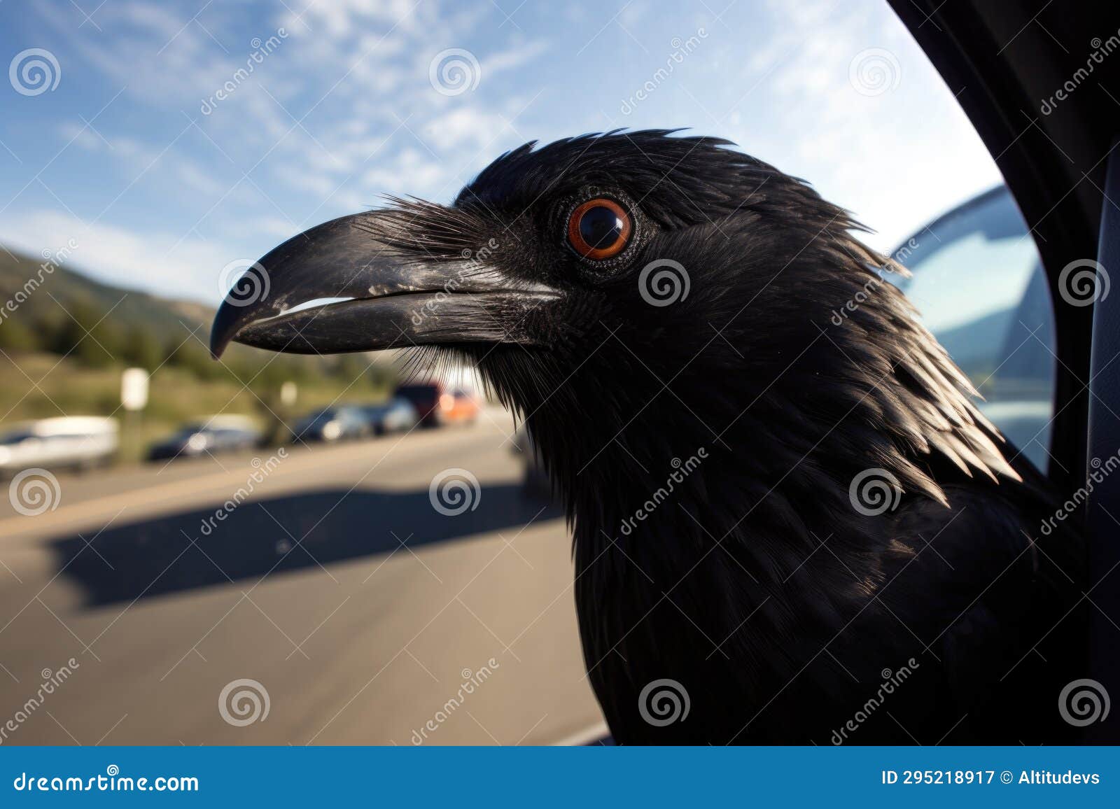 A Crow Cawing at Its Reflection in a Car Mirror Stock Image - Image of ...