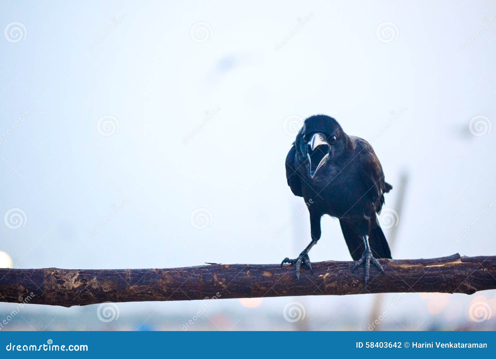 560 Cawing Raven Photos - Free & Royalty-Free Stock Photos from Dreamstime
