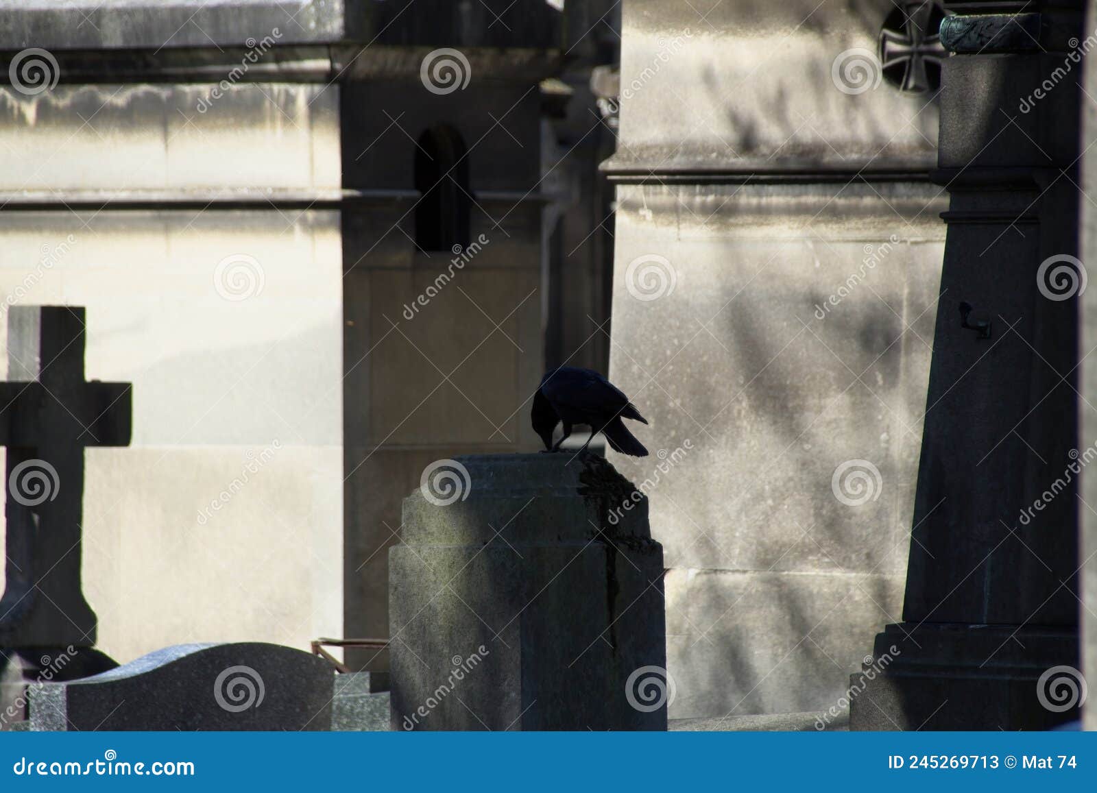 A crow in a cemetery stock image. Image of vintage, monument - 245269713