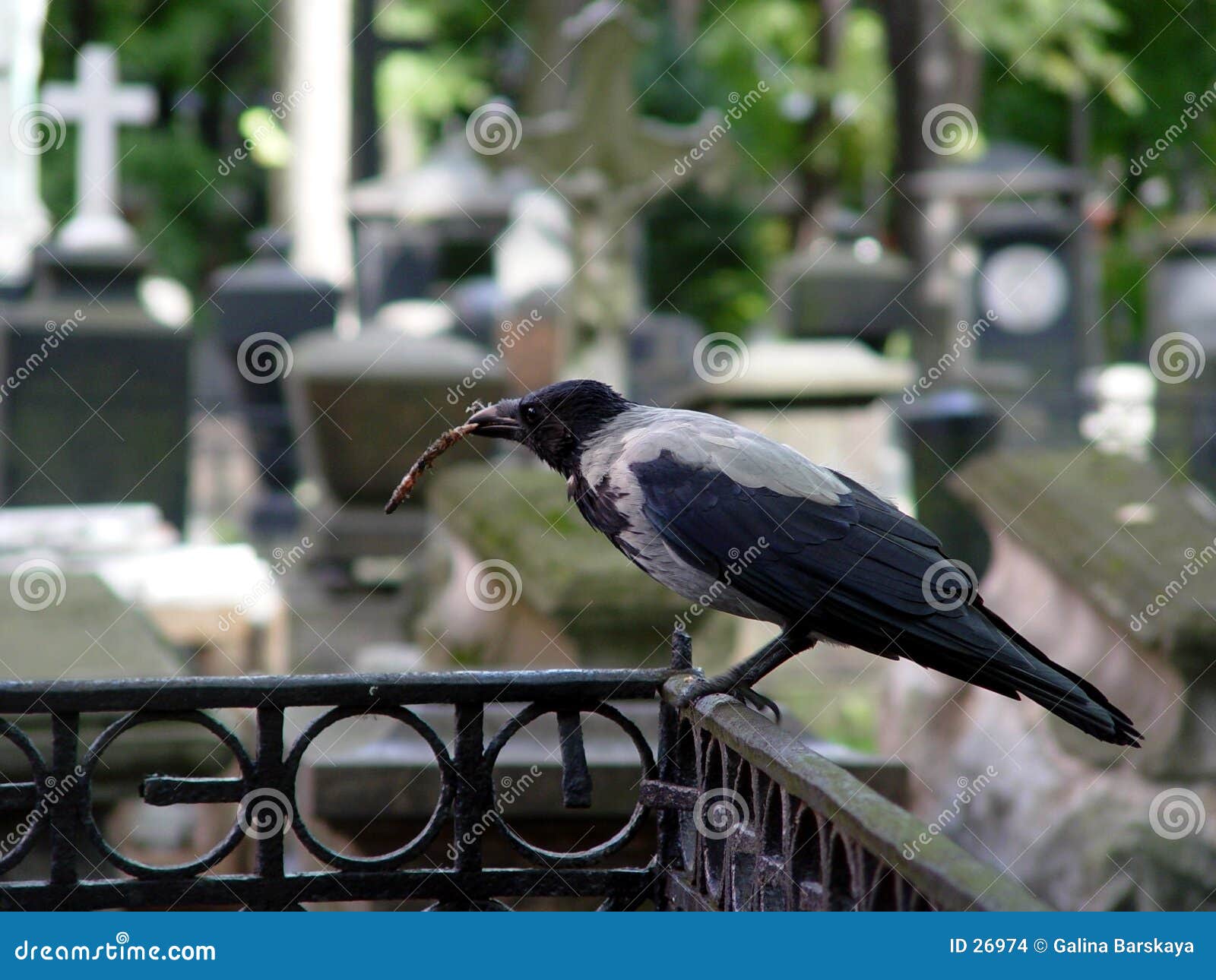 Crow at the cemetery stock photo. Image of bird, mourning - 26974