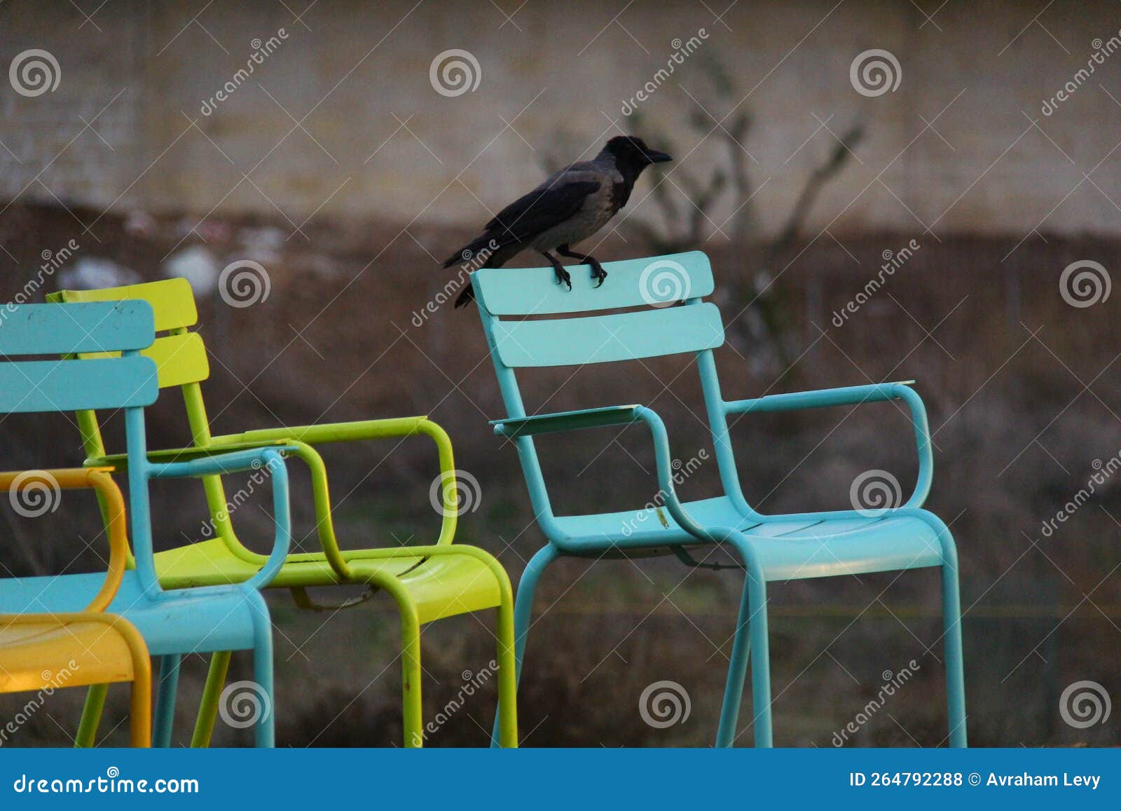 Crow on a chair stock photo. Image of branch, wing, wood - 264792288