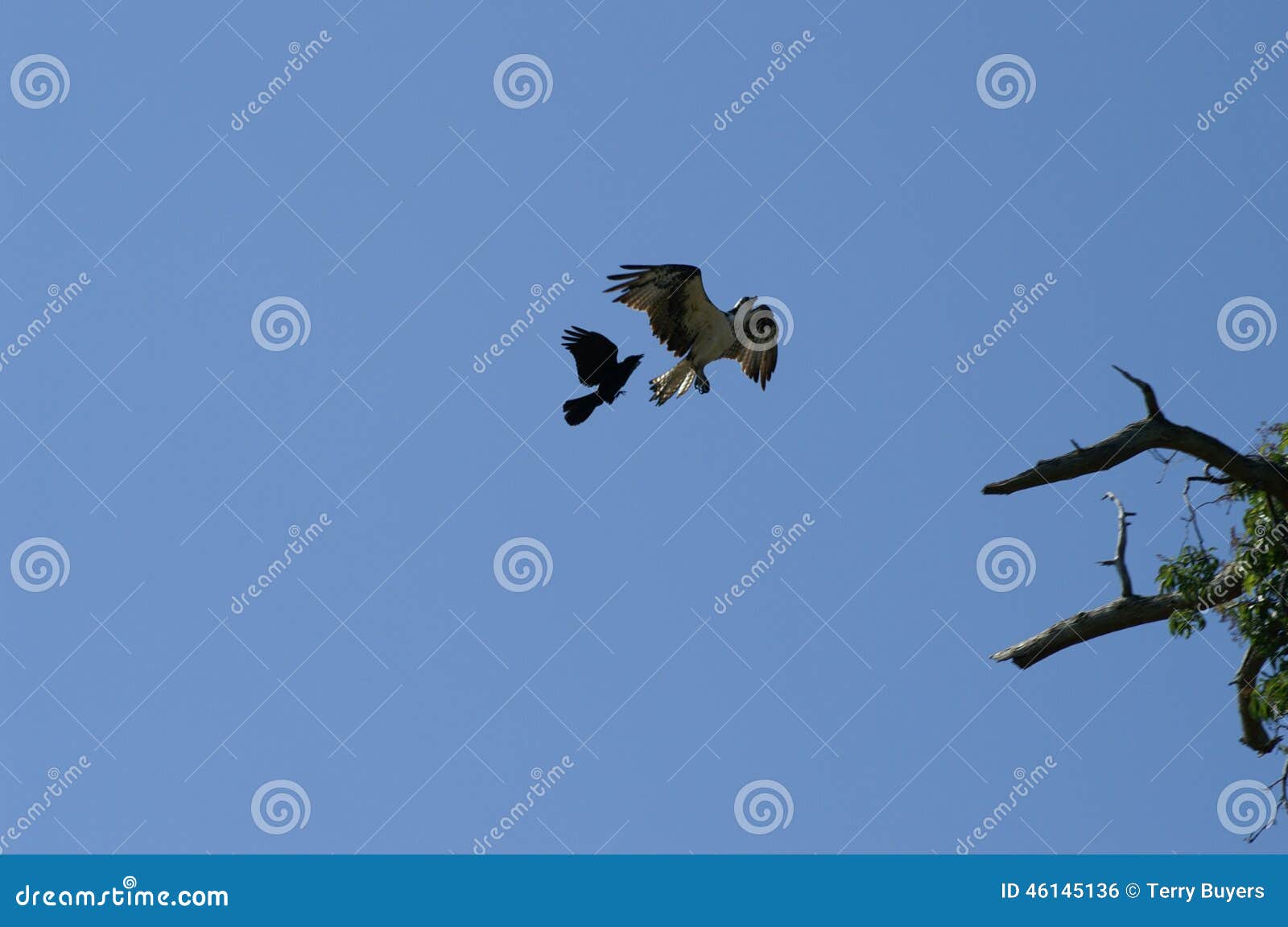 Crow Chasing Hawk in Flight Stock Photo - Image of background, flight ...
