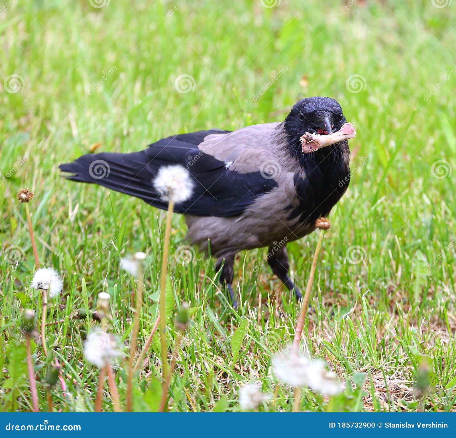 Crow with a Chicken Bone in Its Beak in the Green Grass Stock Photo ...