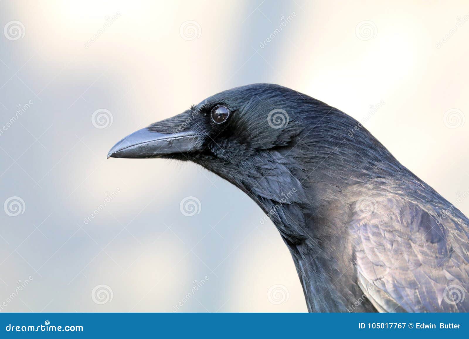 Crow close up stock image. Image of animal, head, nature - 105017767