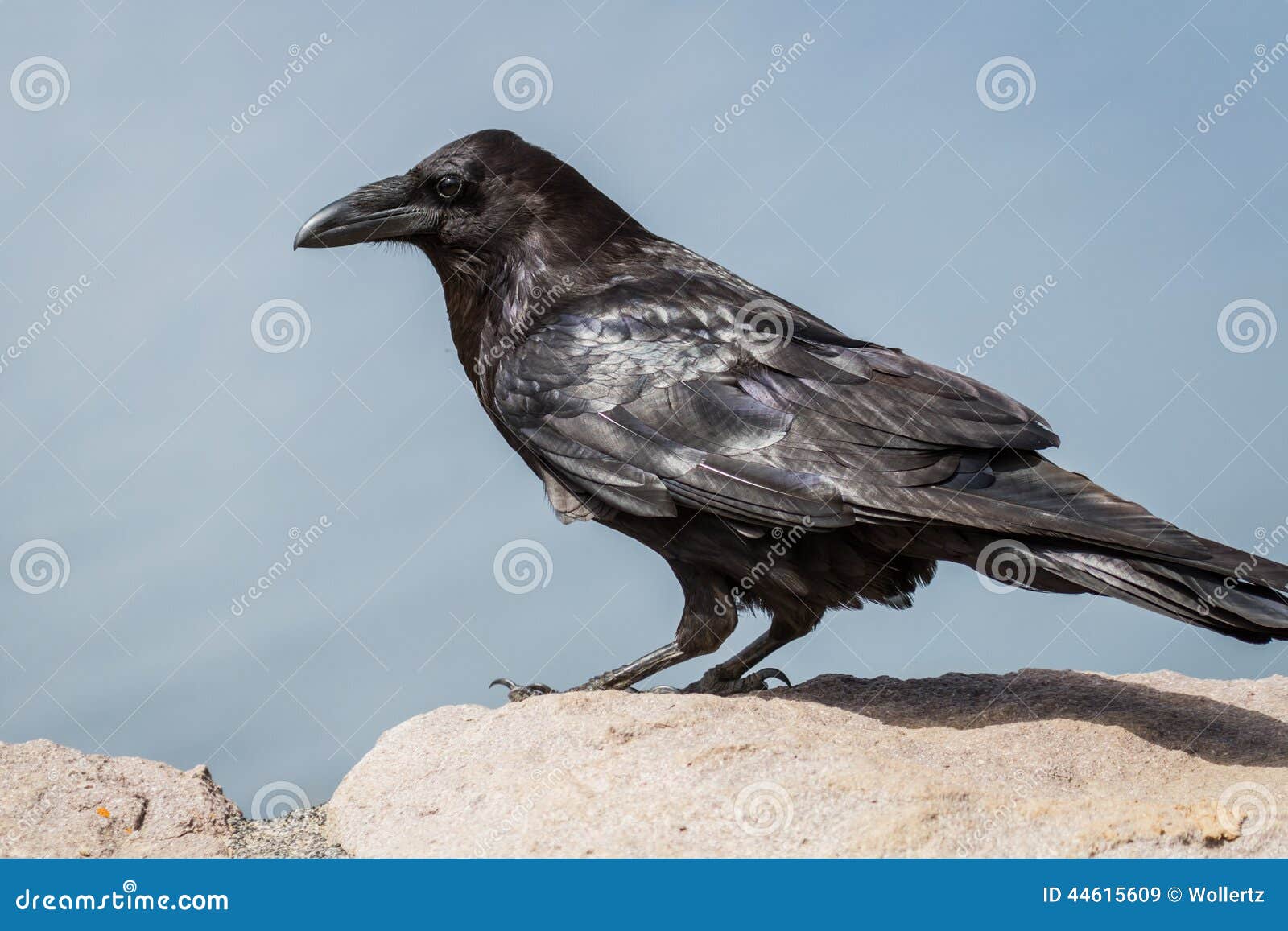 Crow close up stock image. Image of raven, wildlife, cool - 44615609
