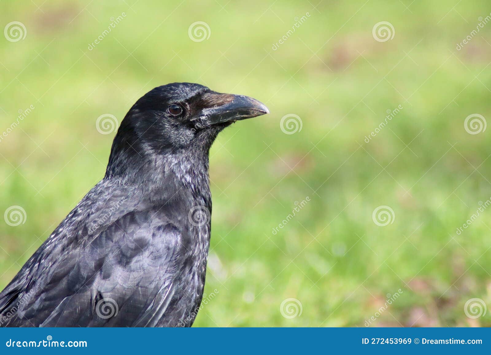 Crow in close-up detail stock image. Image of birds - 272453969