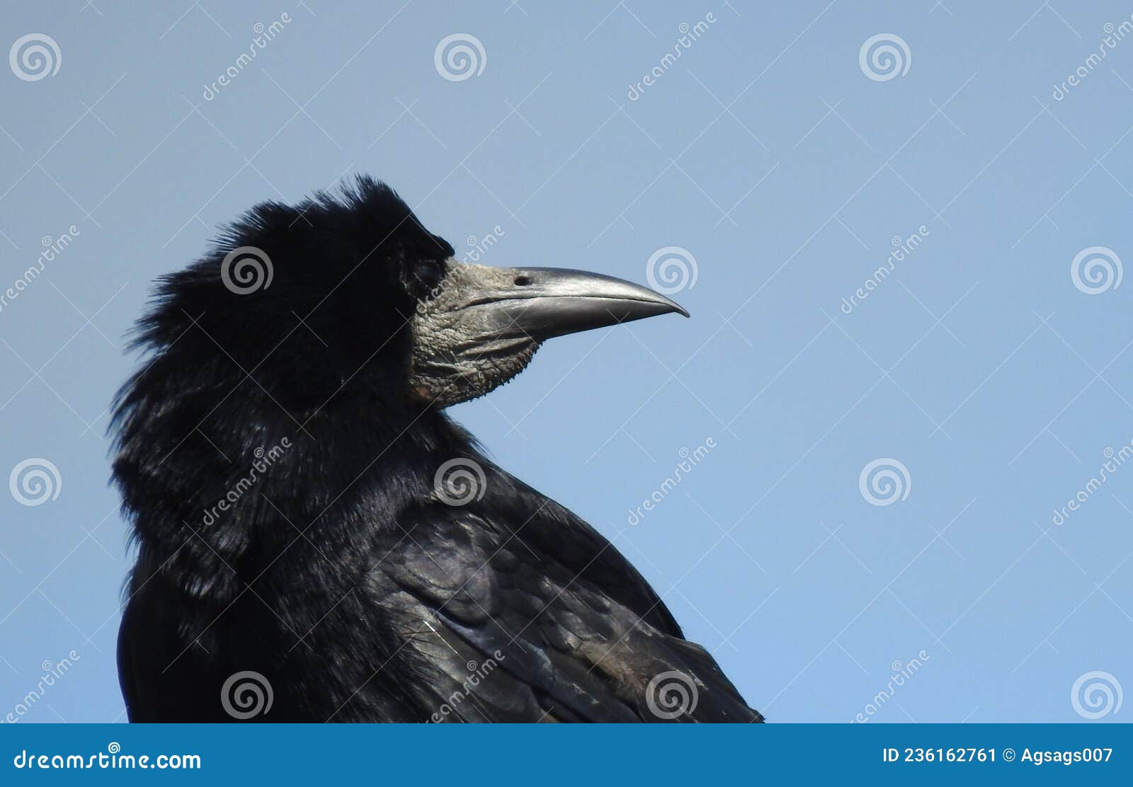 Crow stock image. Image of close, blue, black, ireland - 236162761