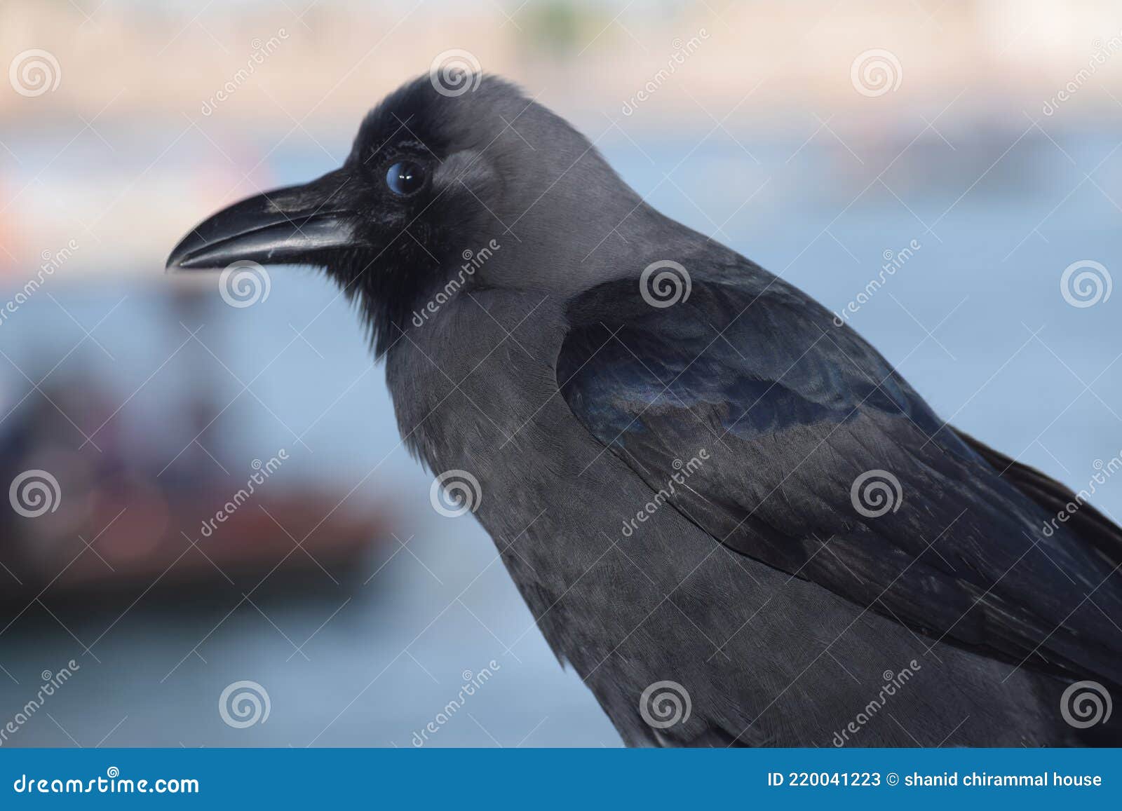 Crow close up side view stock image. Image of zoom, neck - 220041223