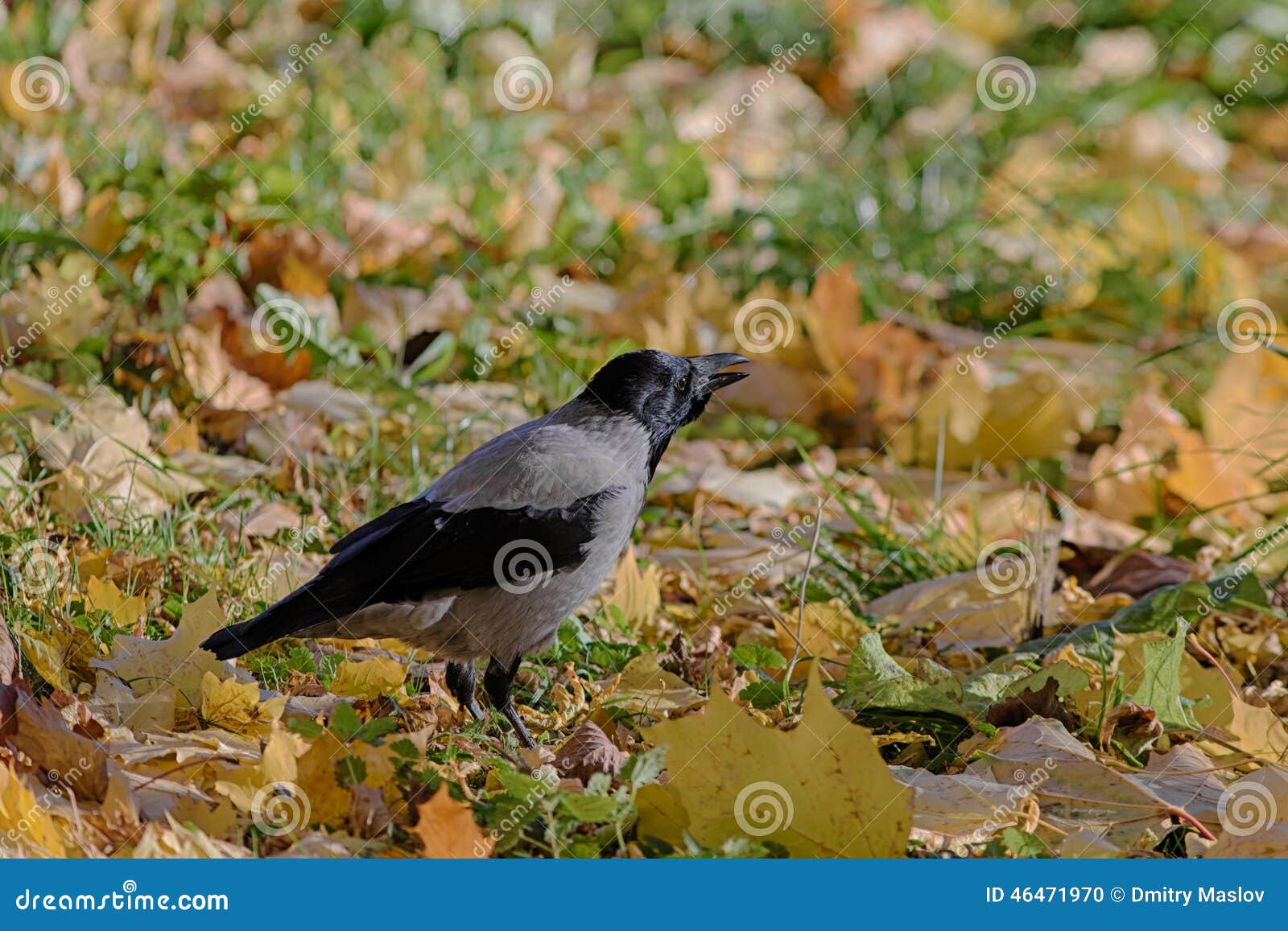 Crow closeup in autumn stock photo. Image of autumn, leaves - 46471970