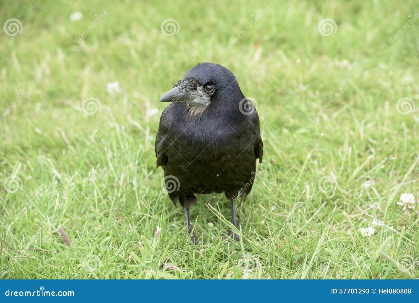 Crow stock image. Image of closeup, crow, wildlife, beak - 57701293