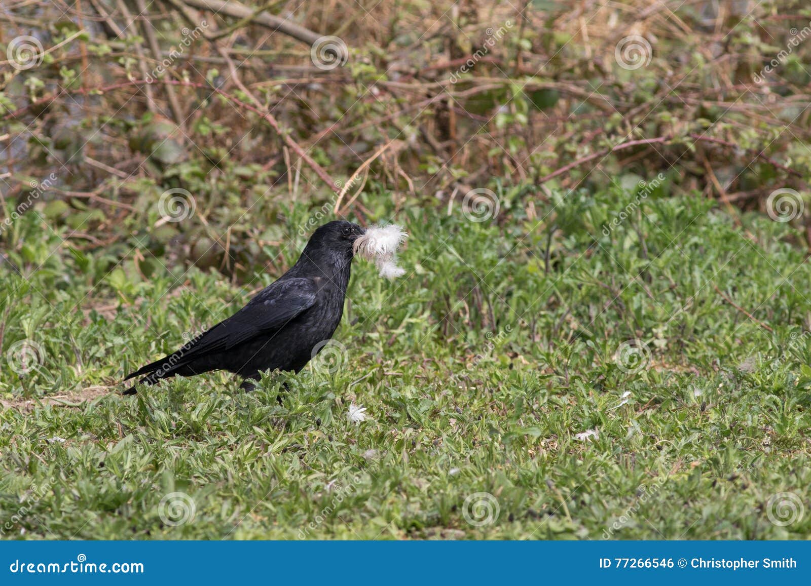 Crow stock photo. Image of corvus, cawing, black, material - 77266546
